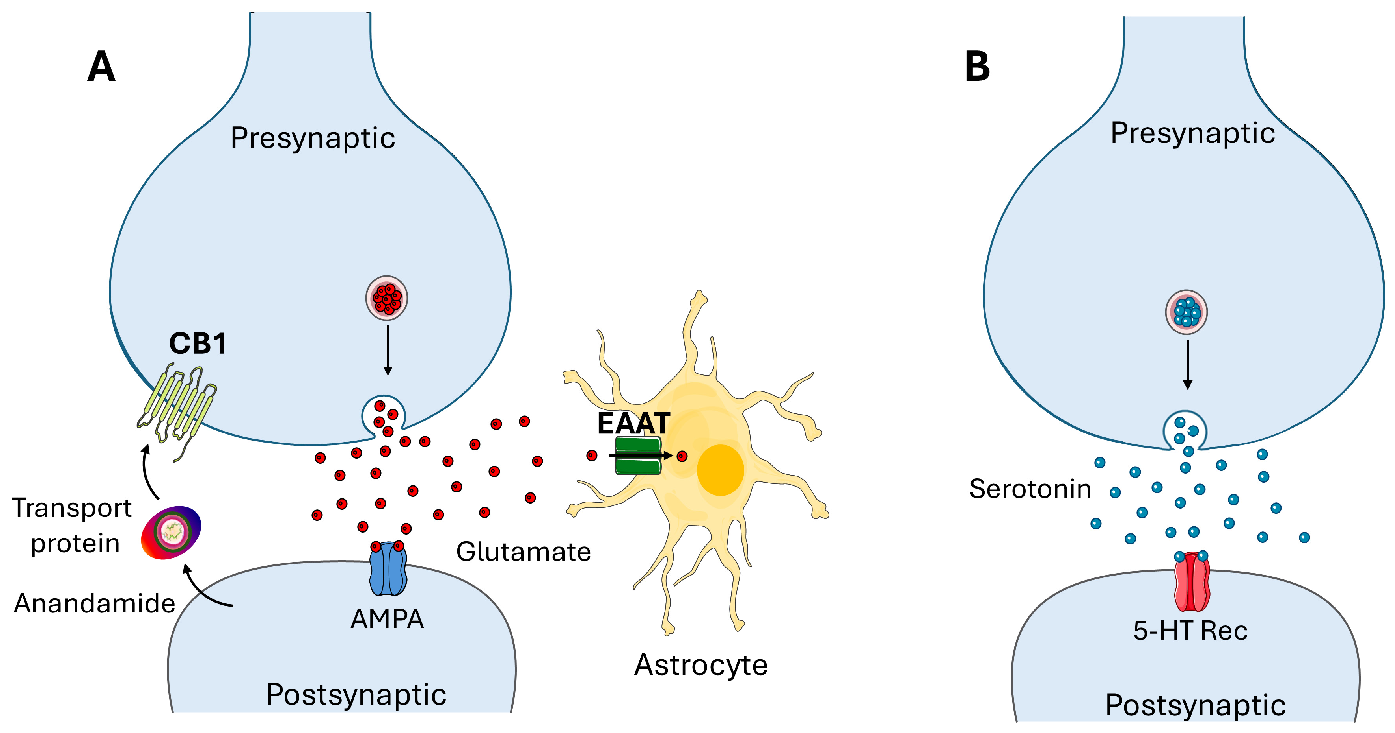 Serotonergic Signaling Rewired: A Lipid Raft-Controlled Model of ...