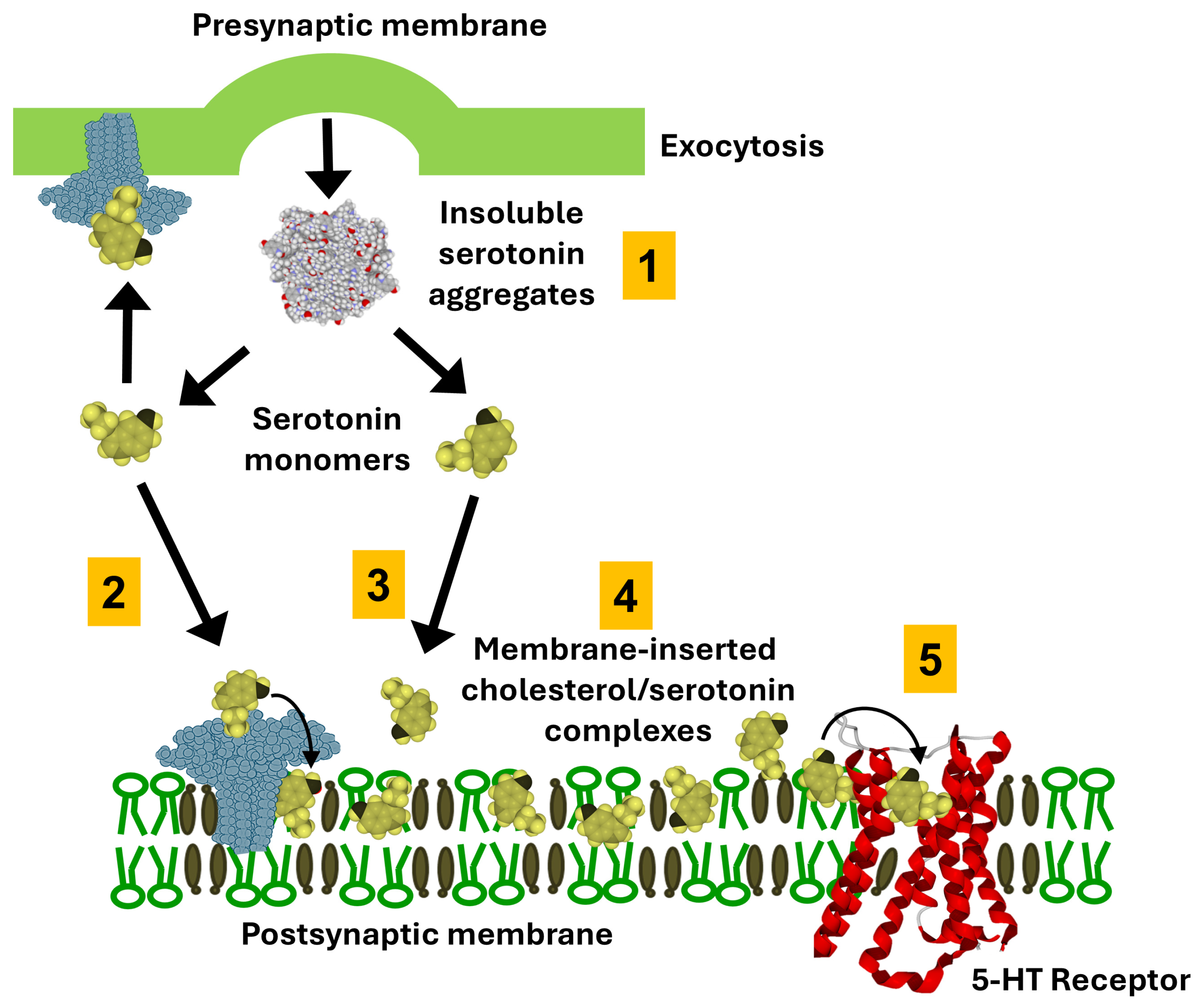 Serotonergic Signaling Rewired: A Lipid Raft-Controlled Model of ...