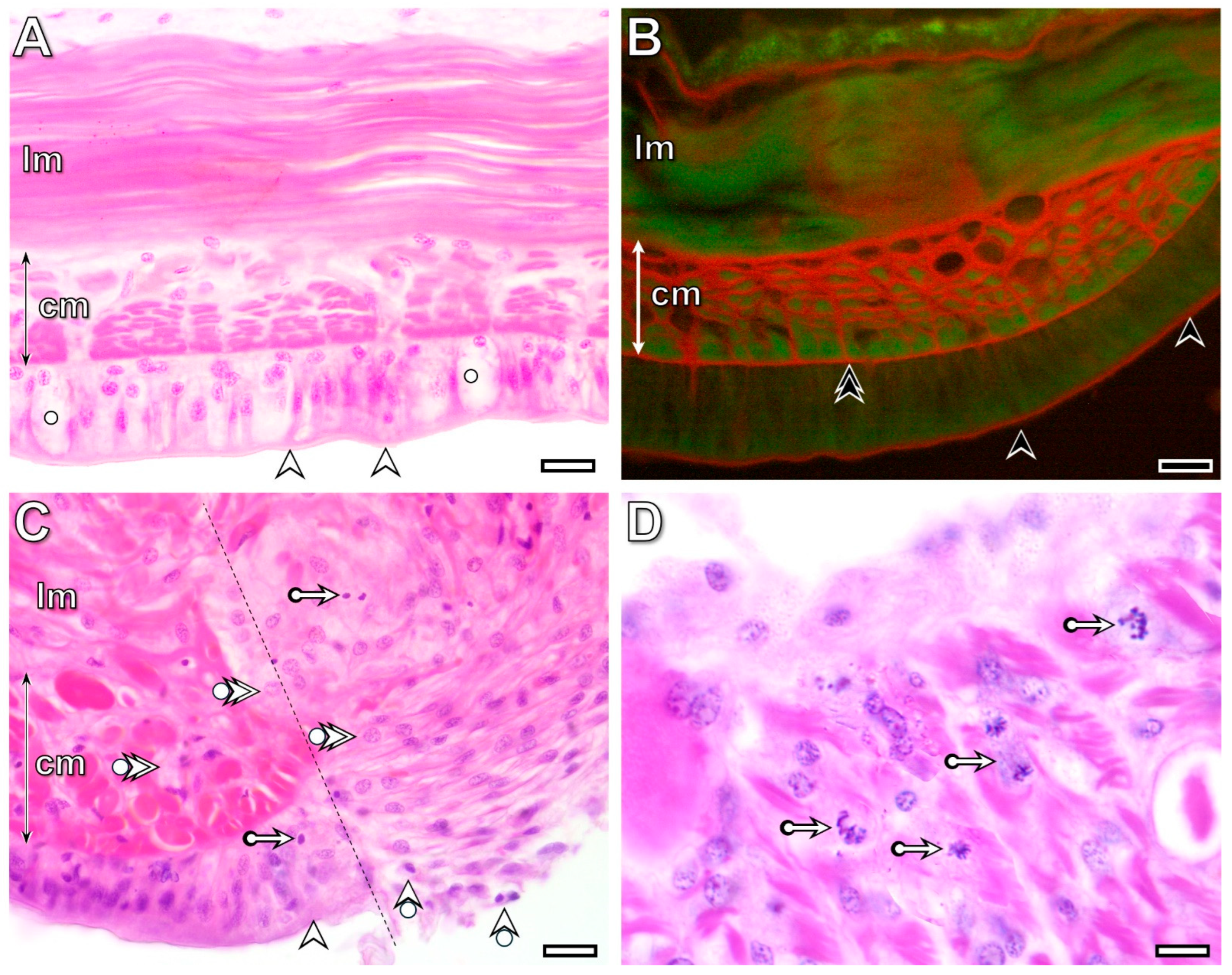 Segment Regeneration of an Earthworm I: Formation of the Body Wall ...