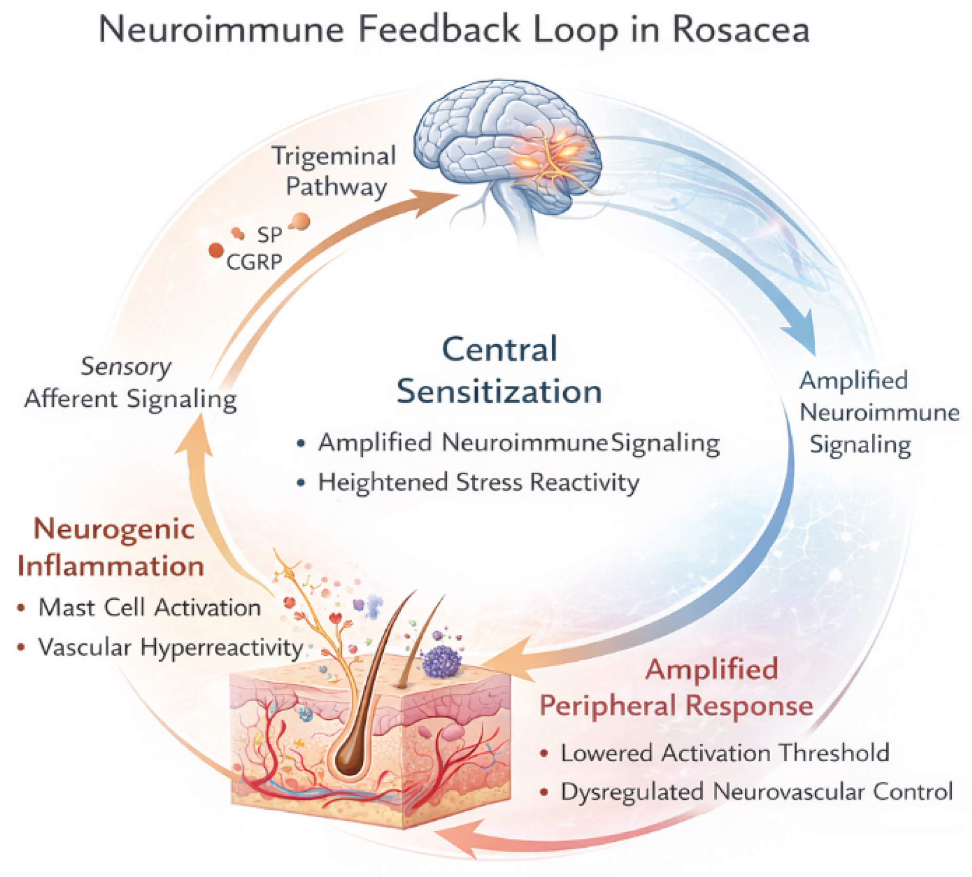 Revisiting Rosacea Through the Skin–Gut–Brain Axis: A Neuroimmune ...