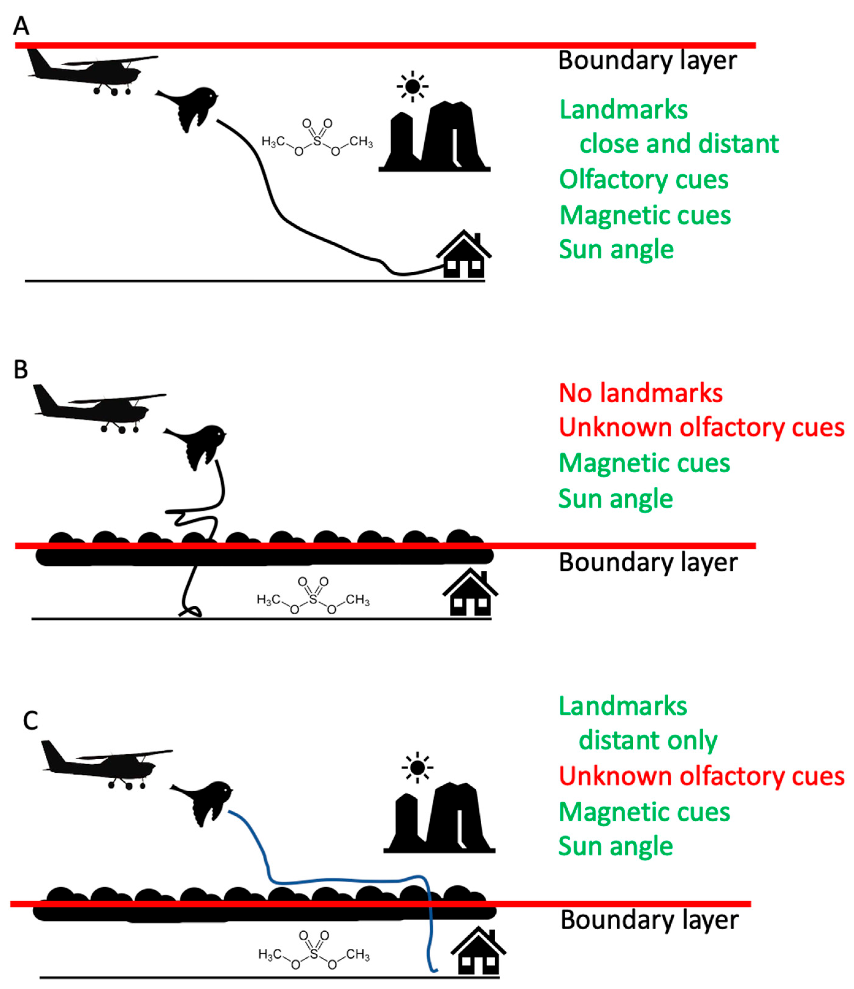 Distant Landmarks Used for Navigation by Homing Pigeons