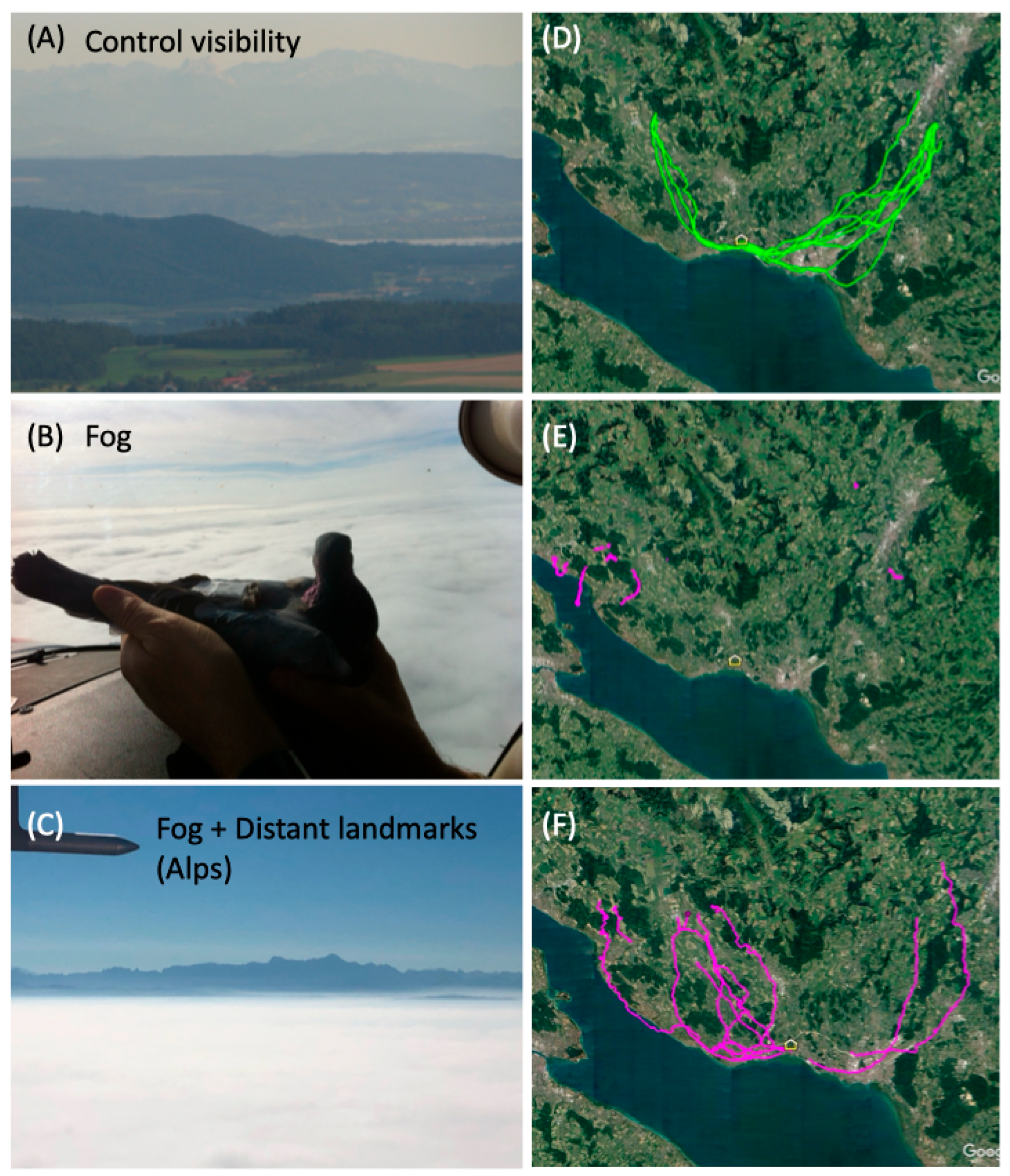 Distant Landmarks Used for Navigation by Homing Pigeons