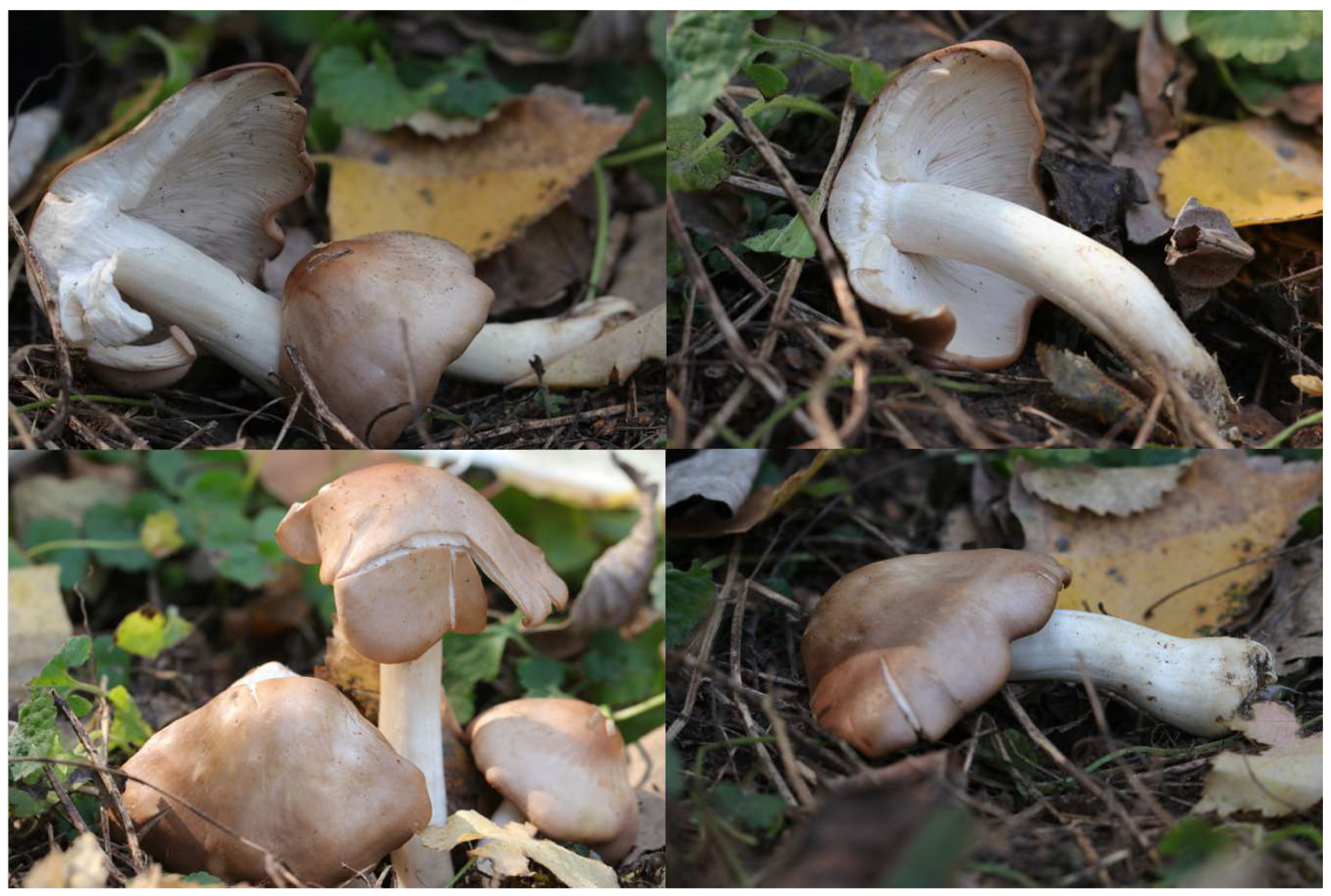 Biological Characteristics, Nutritional Composition, and Heavy Metal ...