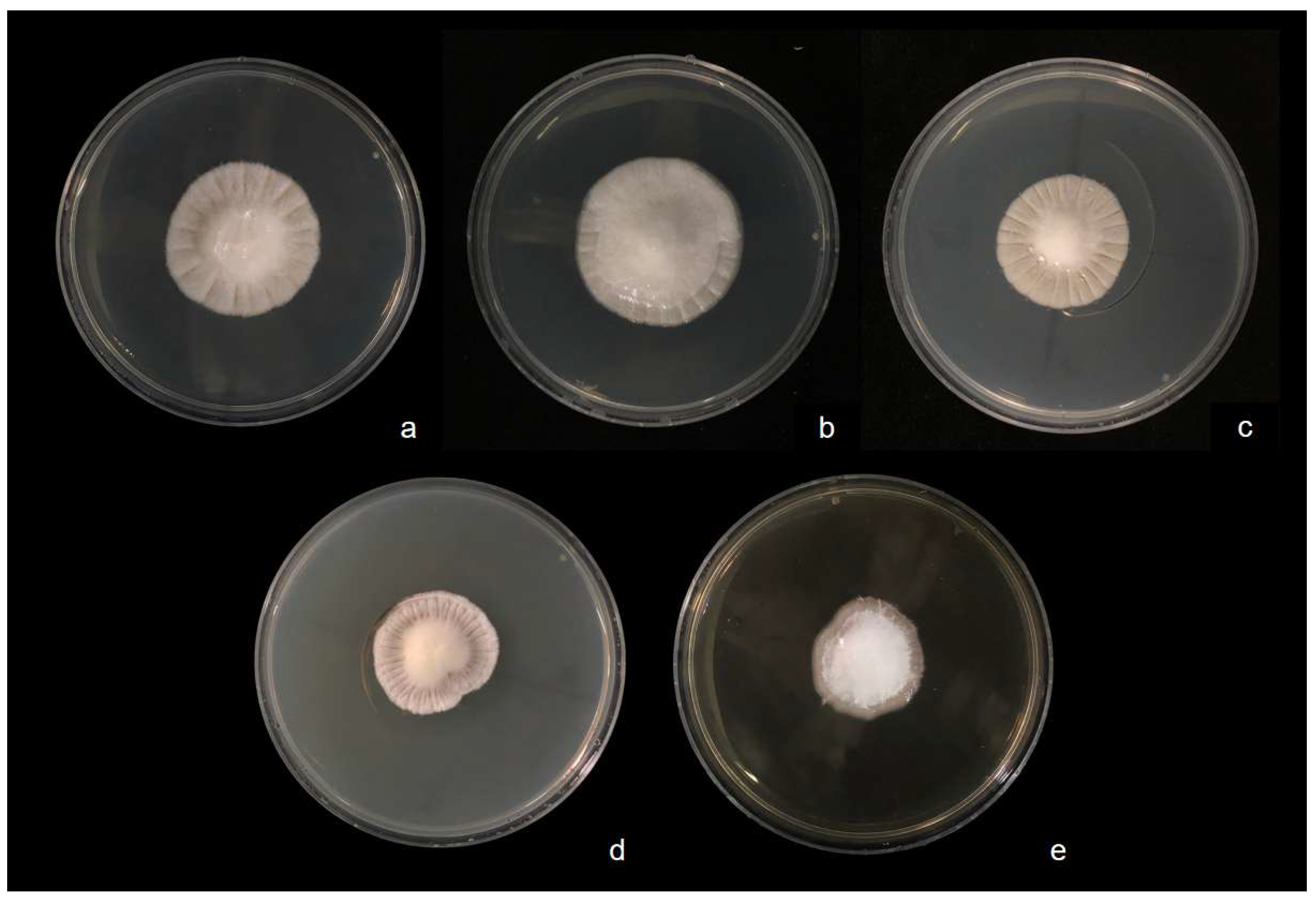 Biological Characteristics, Nutritional Composition, and Heavy Metal ...