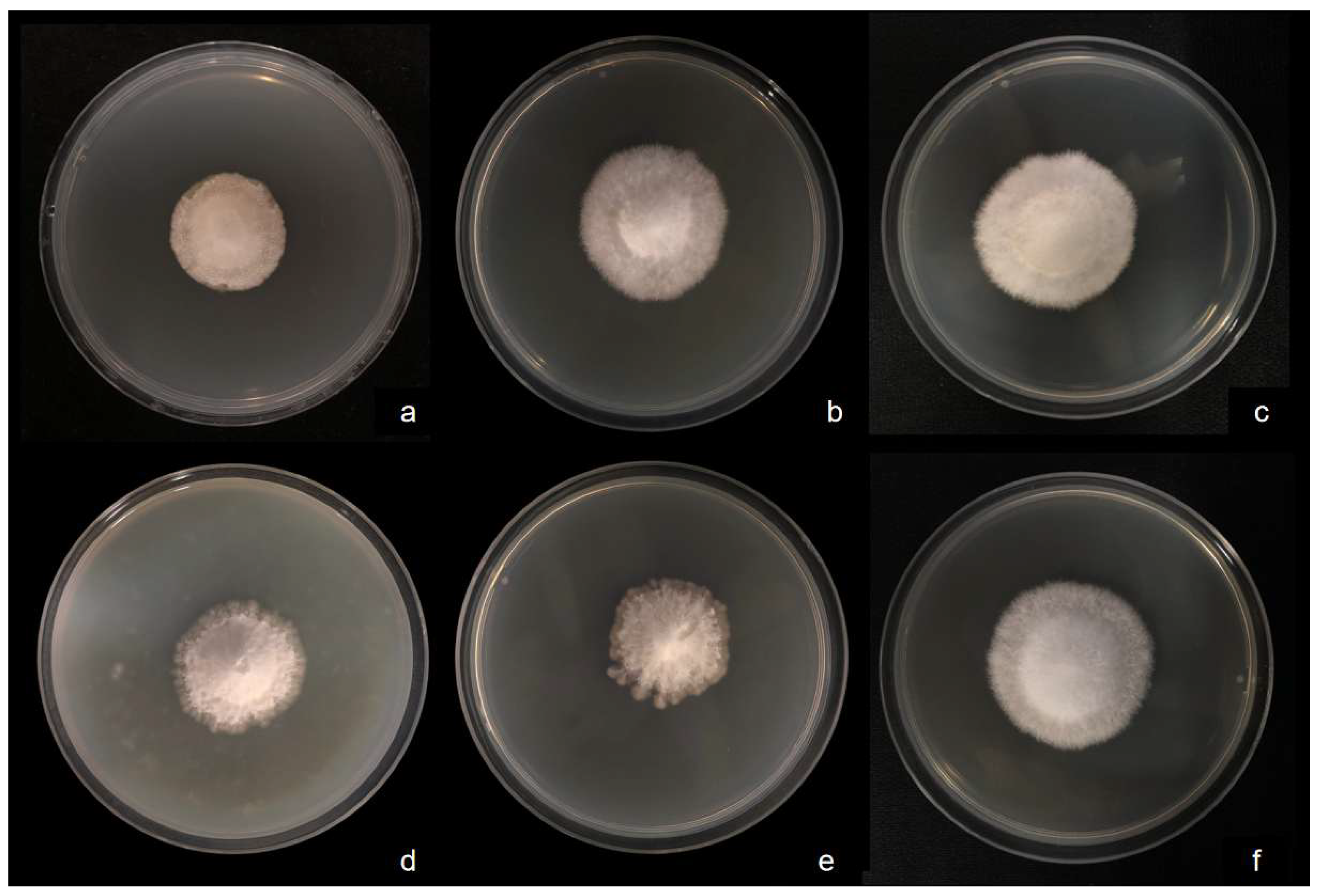 Biological Characteristics, Nutritional Composition, and Heavy Metal ...