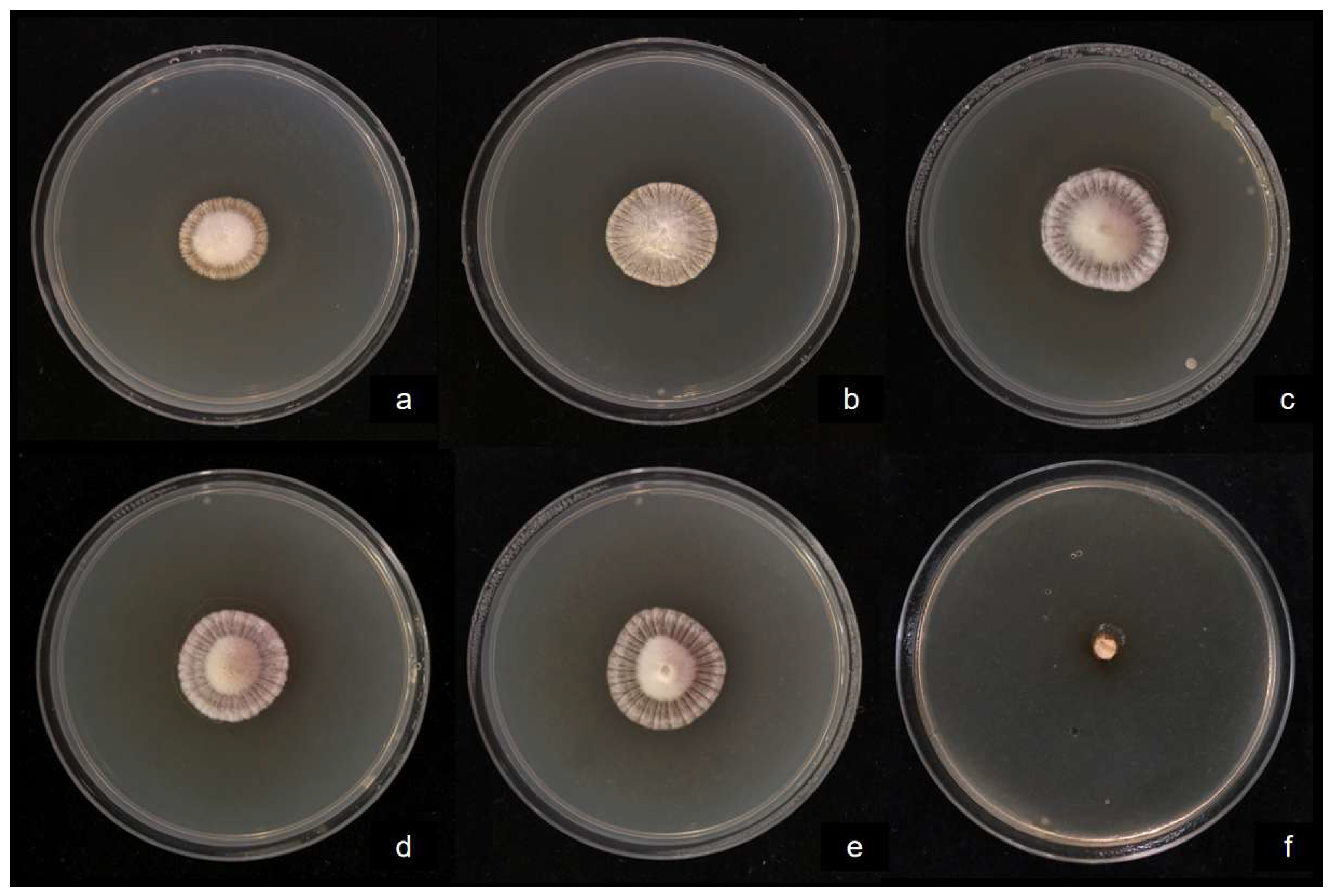 Biological Characteristics, Nutritional Composition, and Heavy Metal ...