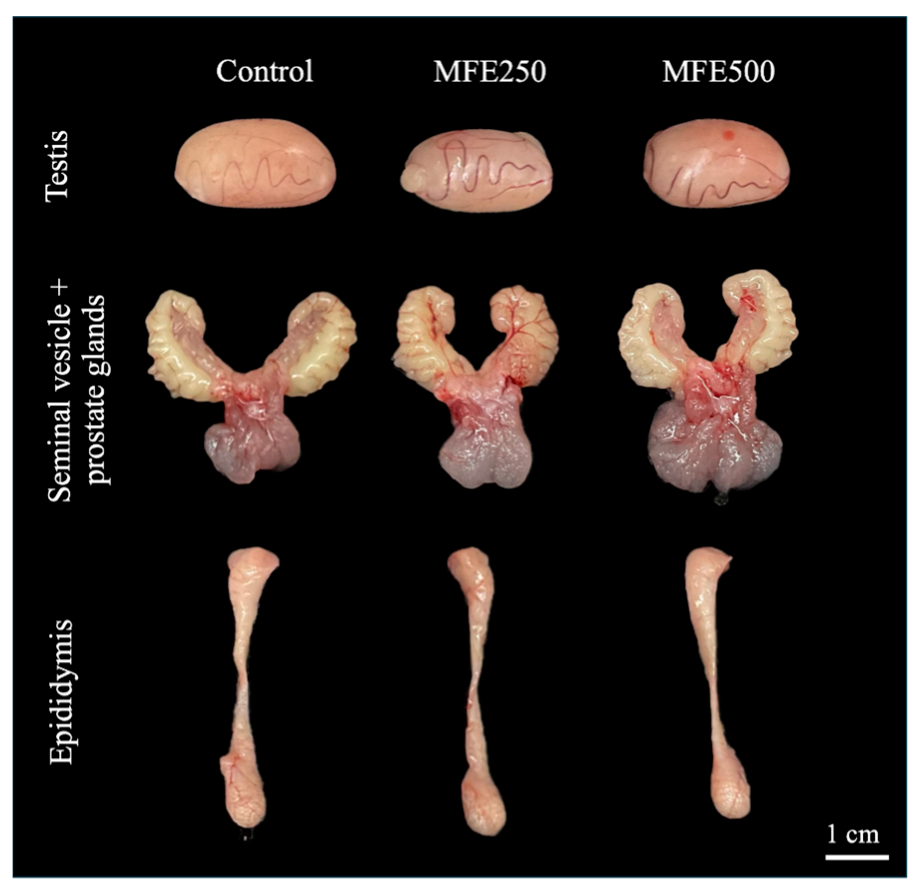 Effect of Morus alba L. Fruit Extract on Sperm Quality, Testosterone ...
