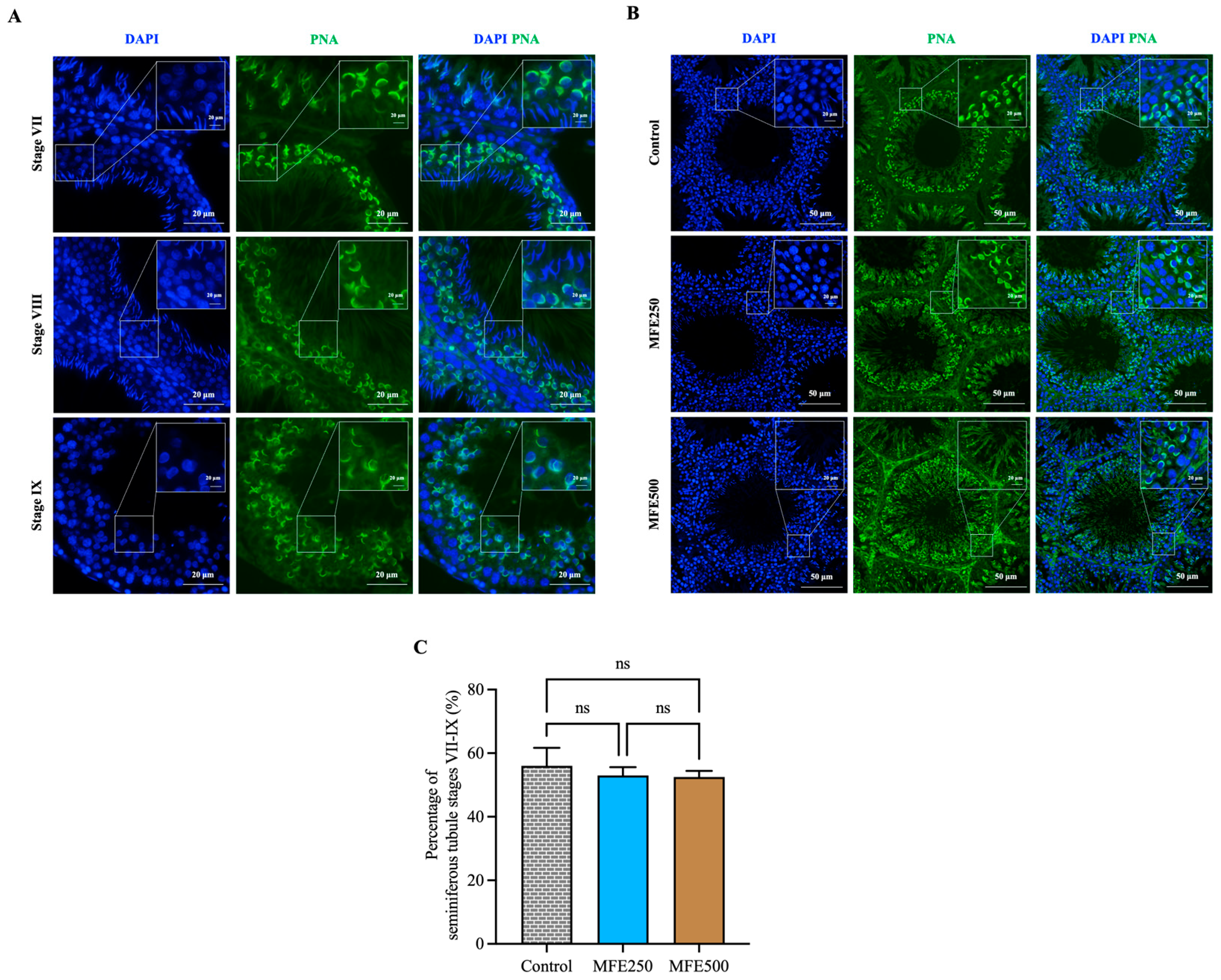 Effect of Morus alba L. Fruit Extract on Sperm Quality, Testosterone ...