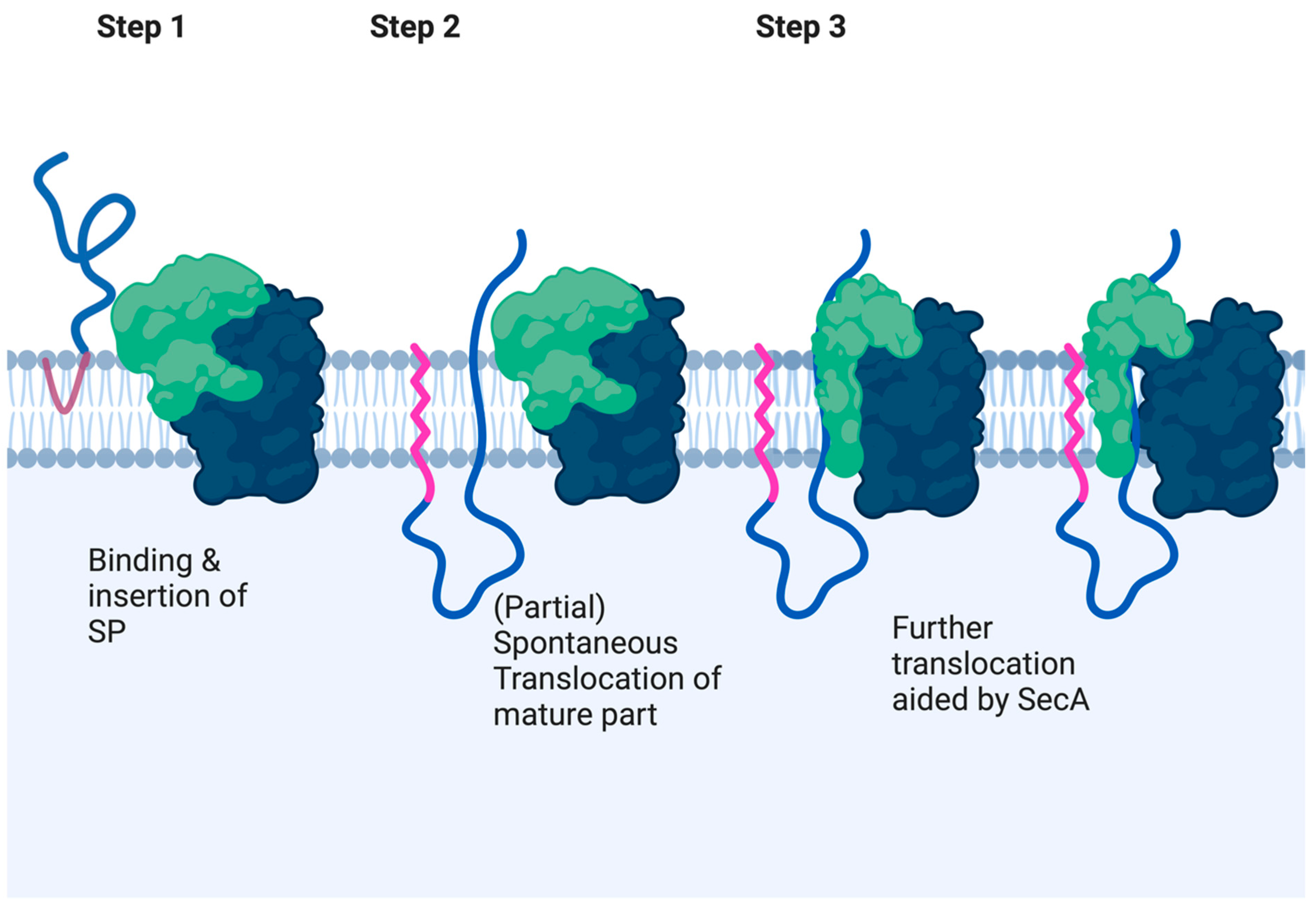 Lipidology | Free Full-Text | Comparison of In Silico Signal Sequence ...