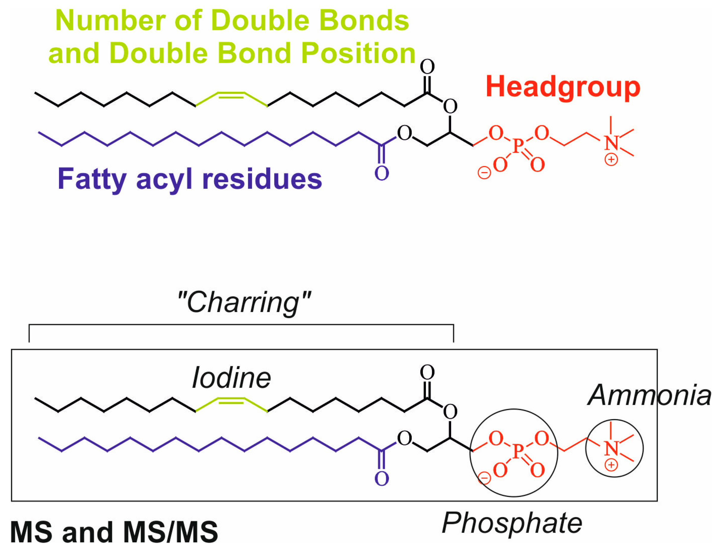 Lipid Analysis by Thin-Layer Chromatography—Detection, Staining and ...