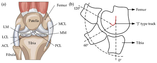 A Study of Knee Exoskeleton Configuration Based on Lower Limb Motion ...