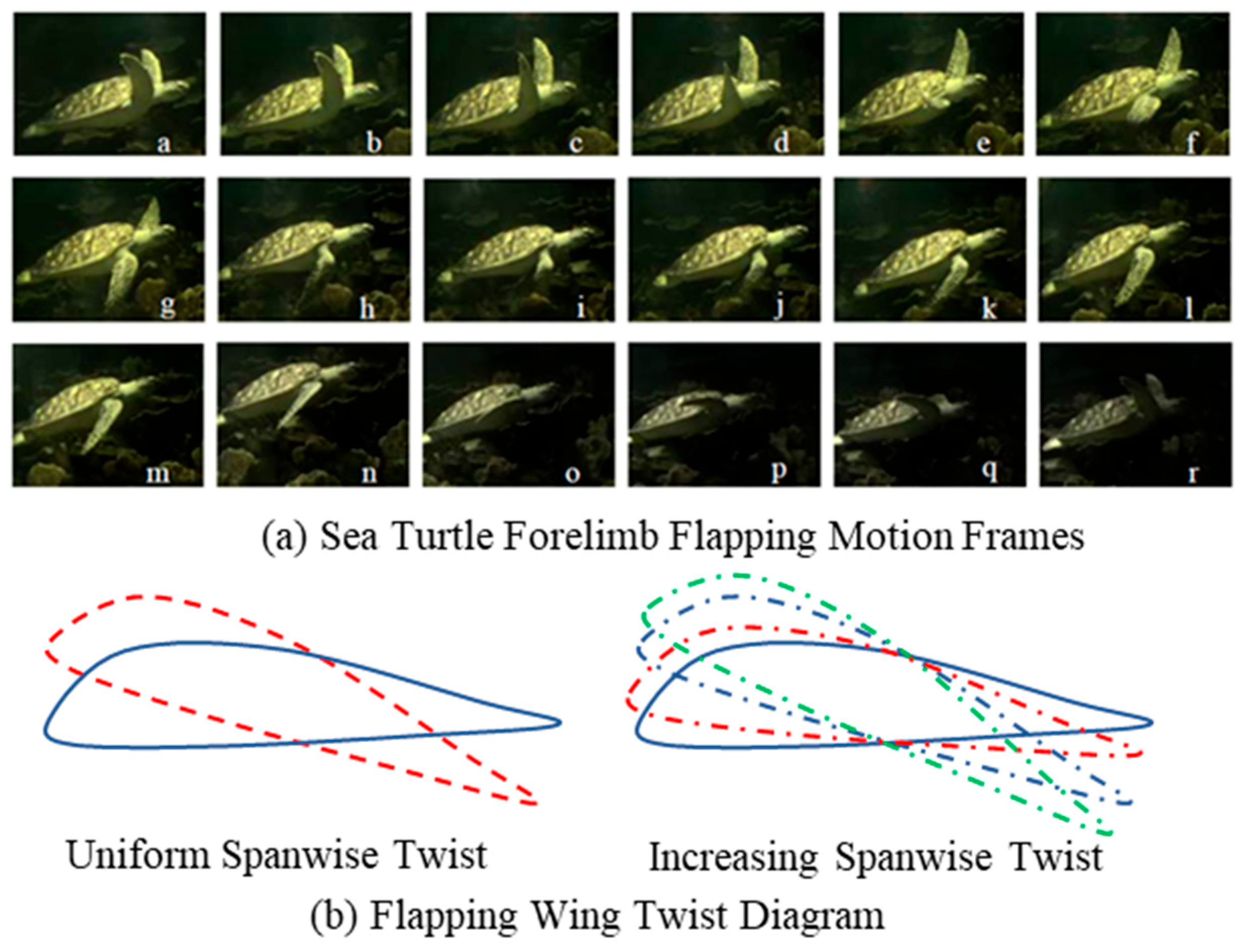Numerical and Experimental Study of a Bio-Inspired Flapping Wing with ...
