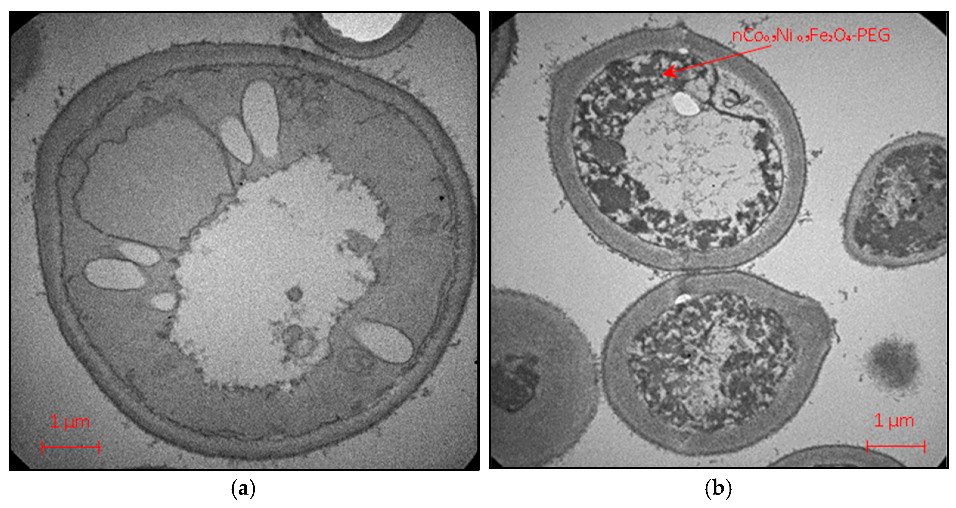 Magnetic Nano-Ferrofluids: Study of Their Structural, Magnetic ...
