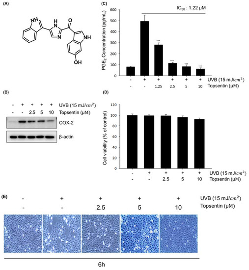 Photoprotective Activity of Topsentin, A Bis(Indole) Alkaloid from the ...