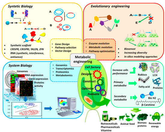 Emerging Trends in Genetic Engineering of Microalgae for Commercial ...
