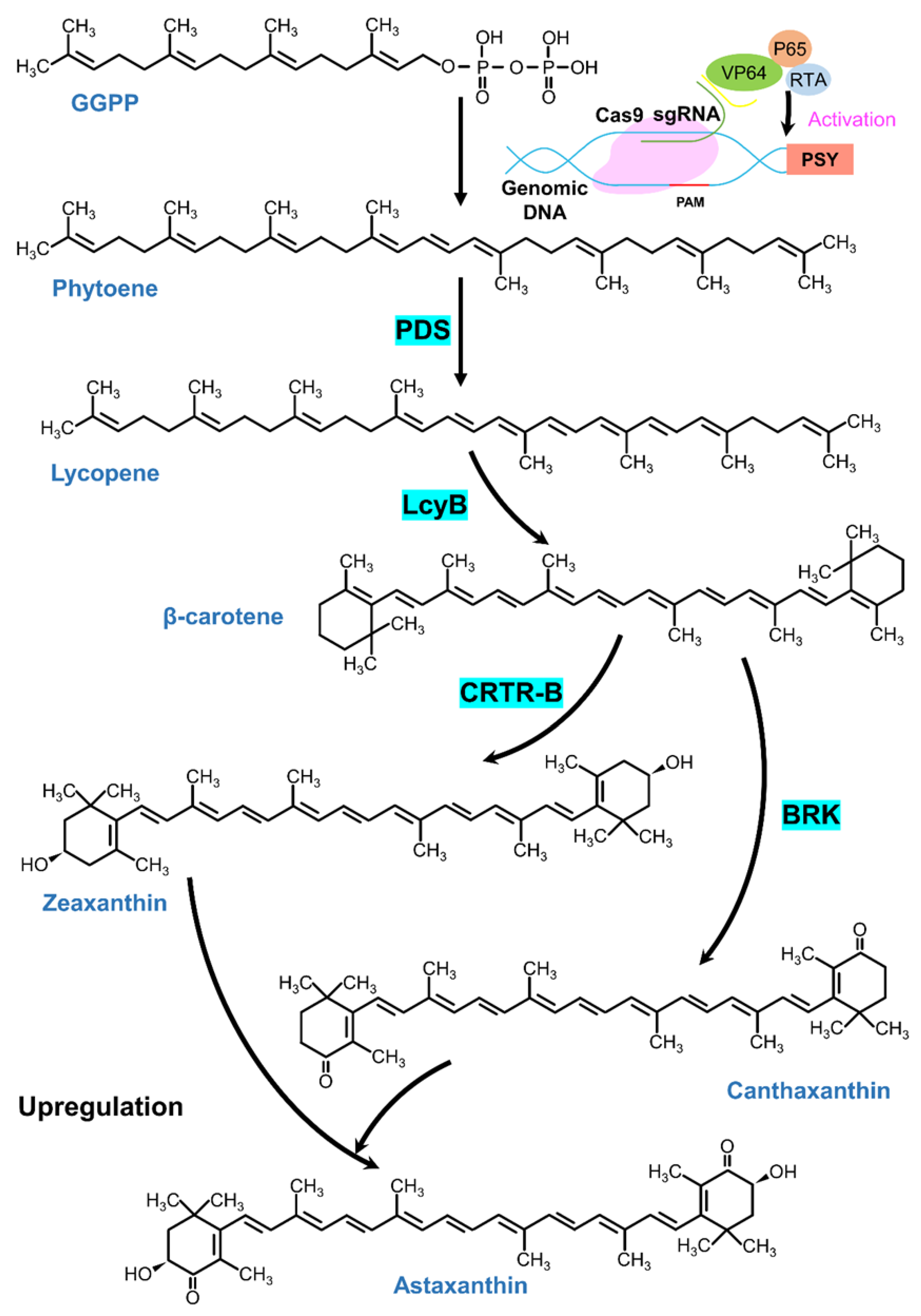 Engineering Microalgae for Enhanced Astaxanthin Production: Integrating ...