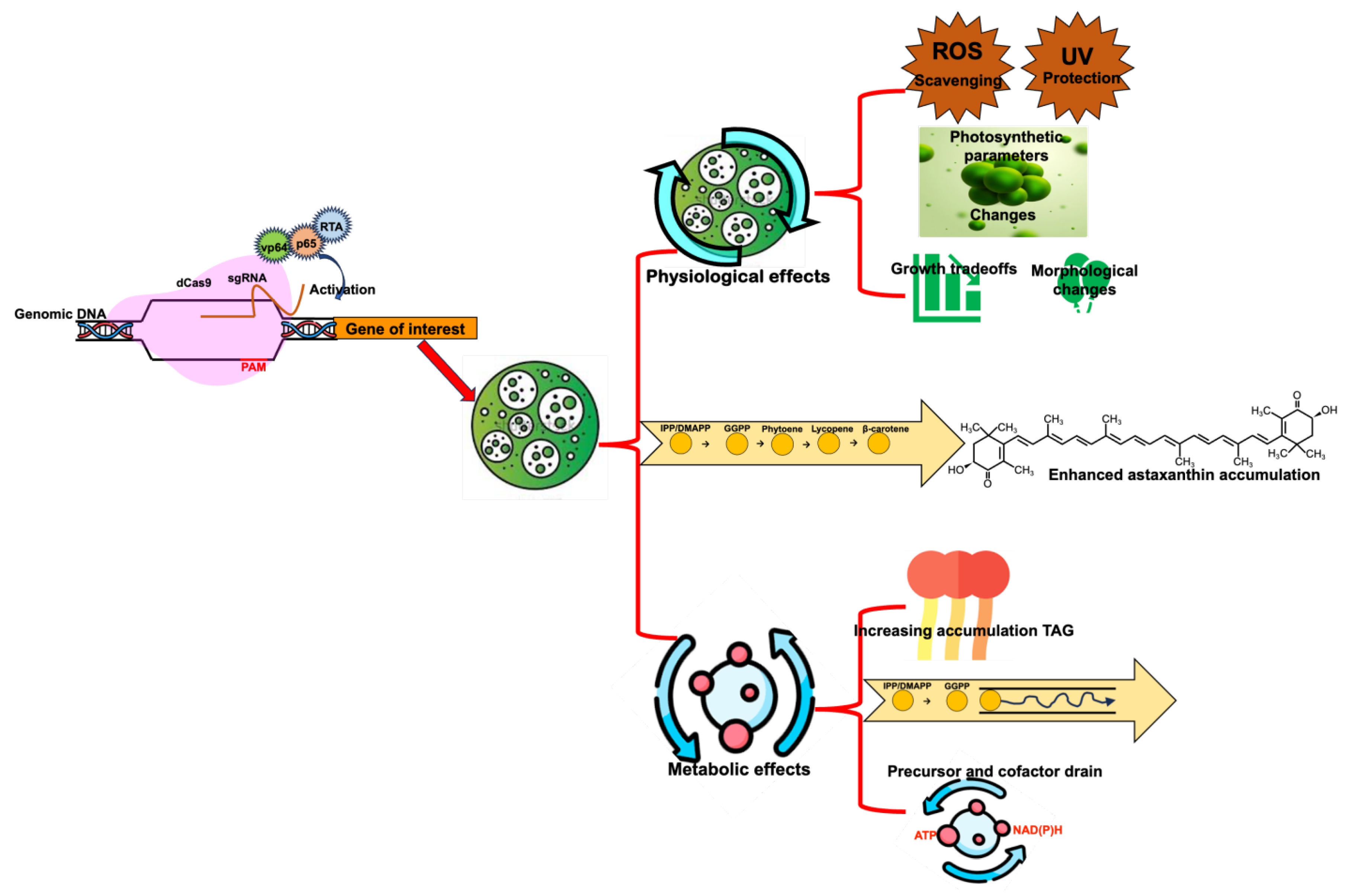 Engineering Microalgae for Enhanced Astaxanthin Production: Integrating ...