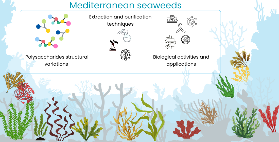 Mediterranean Seaweed Polysaccharides: Insight into Chemical Structures ...