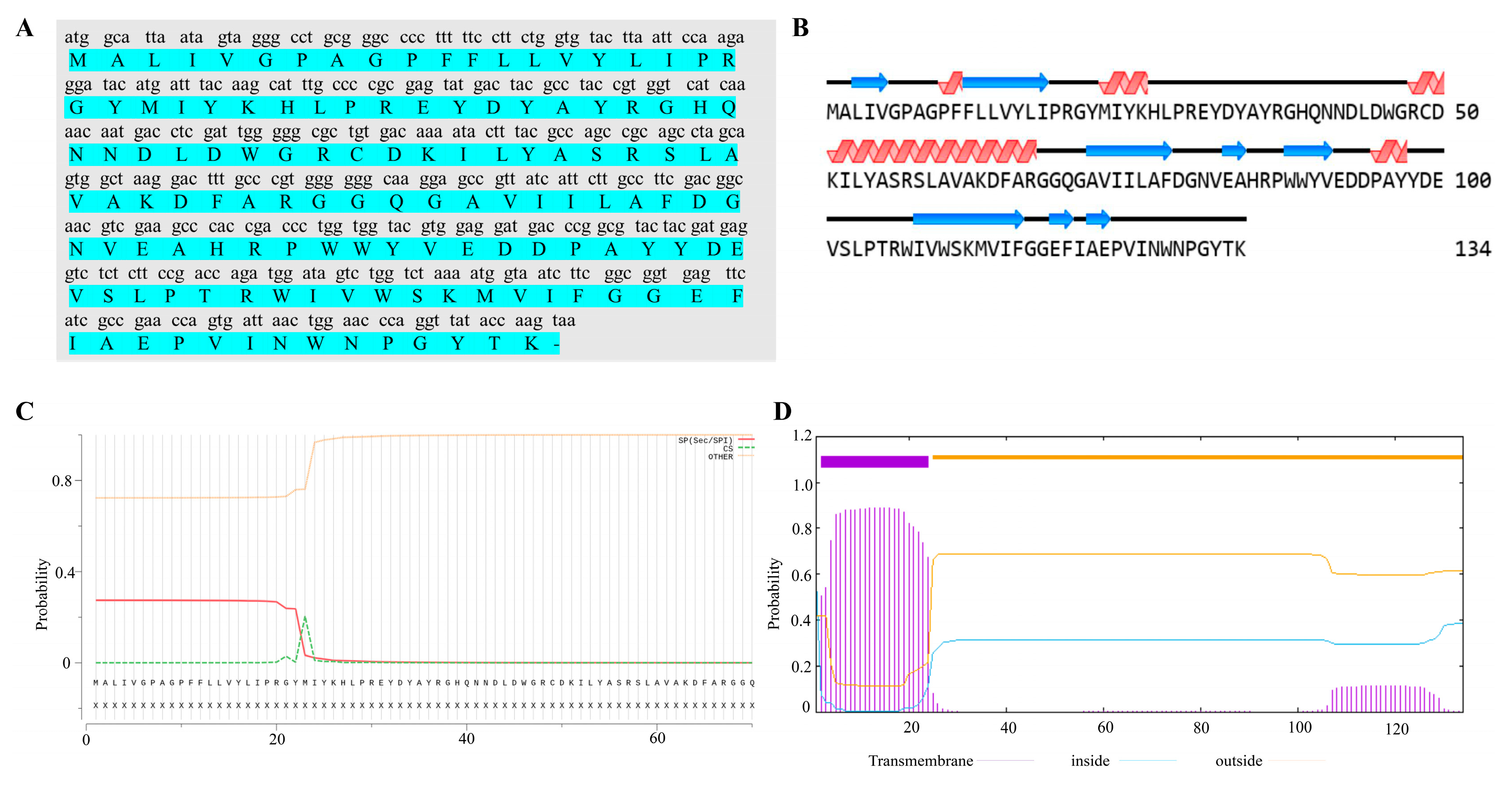 Identification and Characterization of Holin-like Protein ORF70 from ...