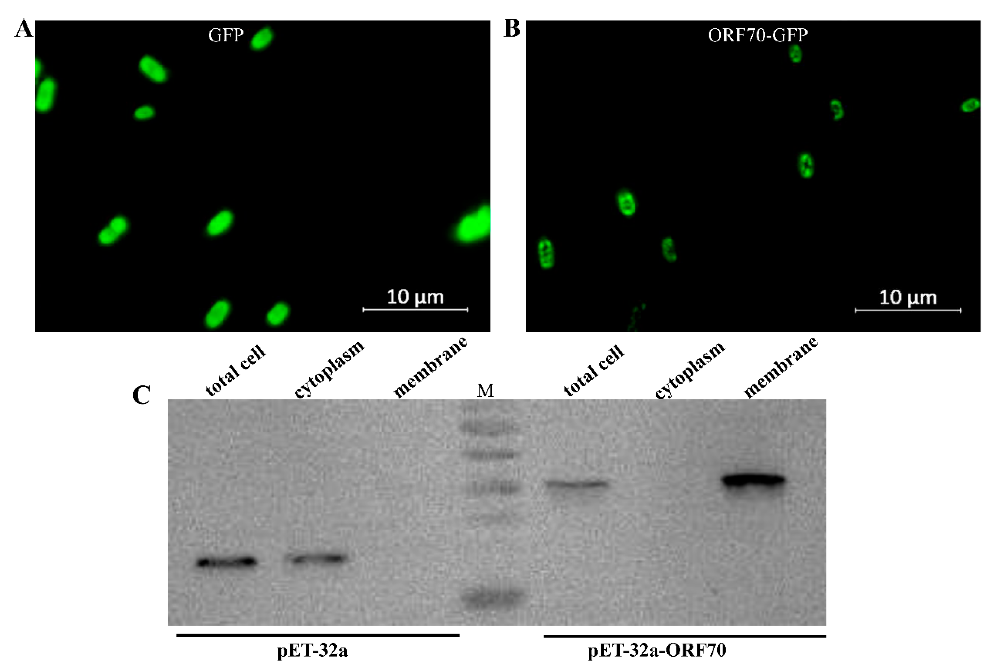 Identification and Characterization of Holin-like Protein ORF70 from ...