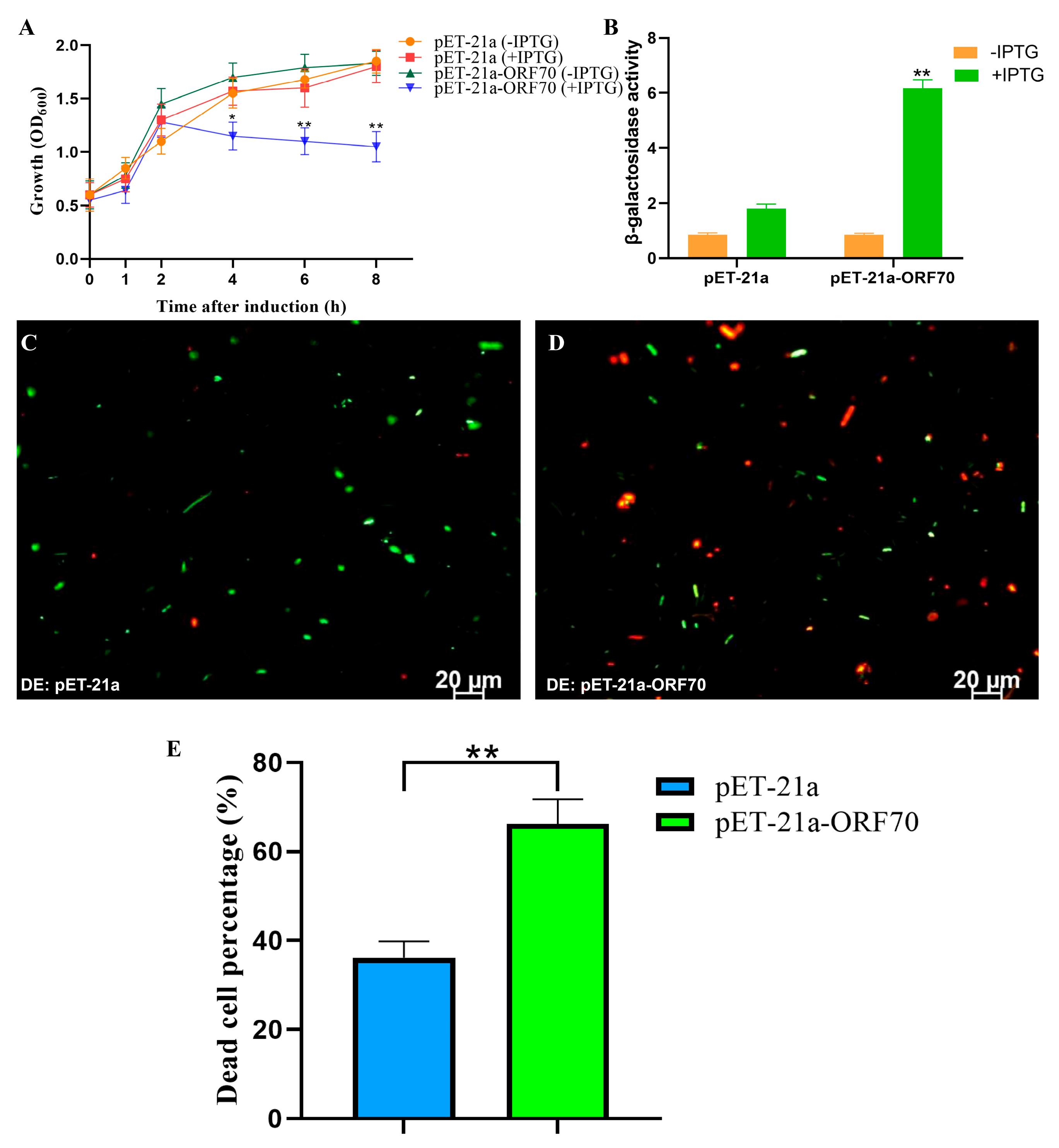 Identification and Characterization of Holin-like Protein ORF70 from ...