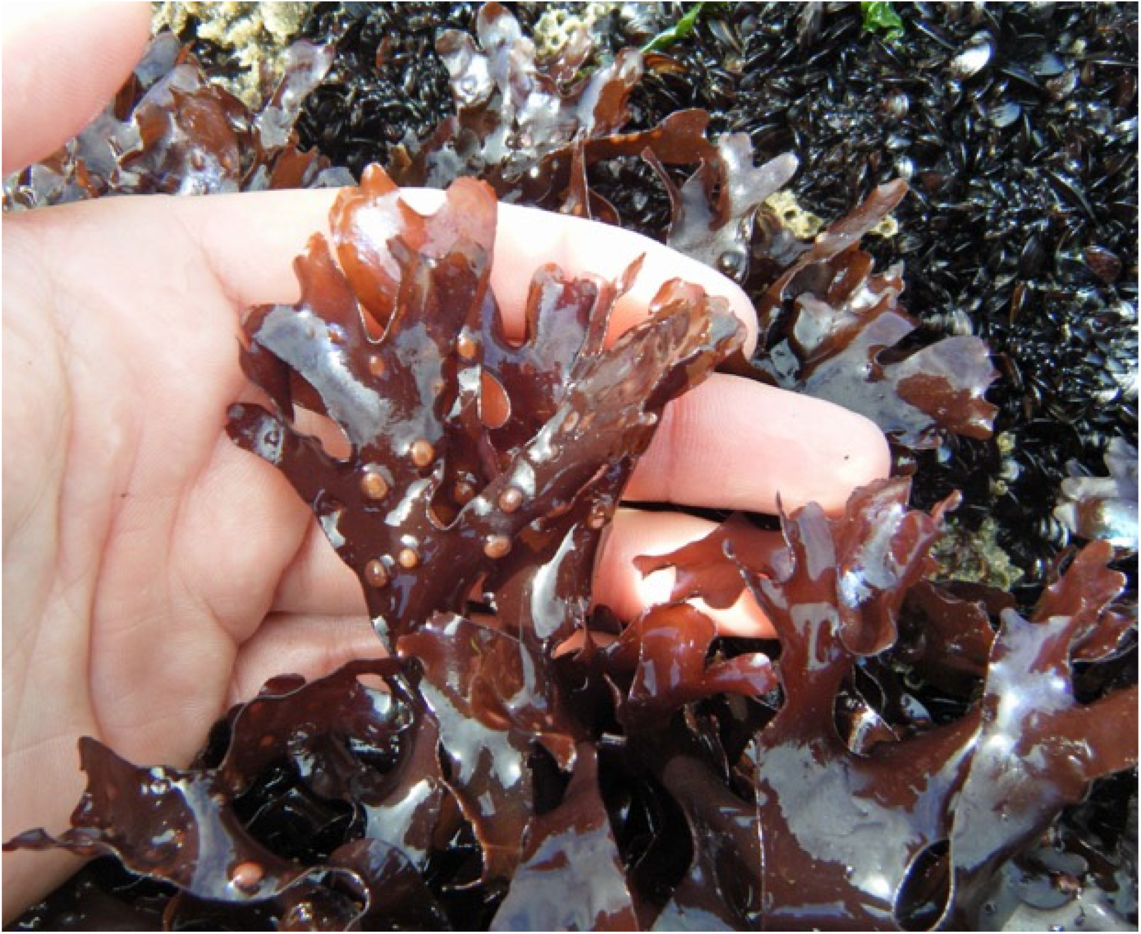 Neurological Benefits of Seaweed-Derived Compounds