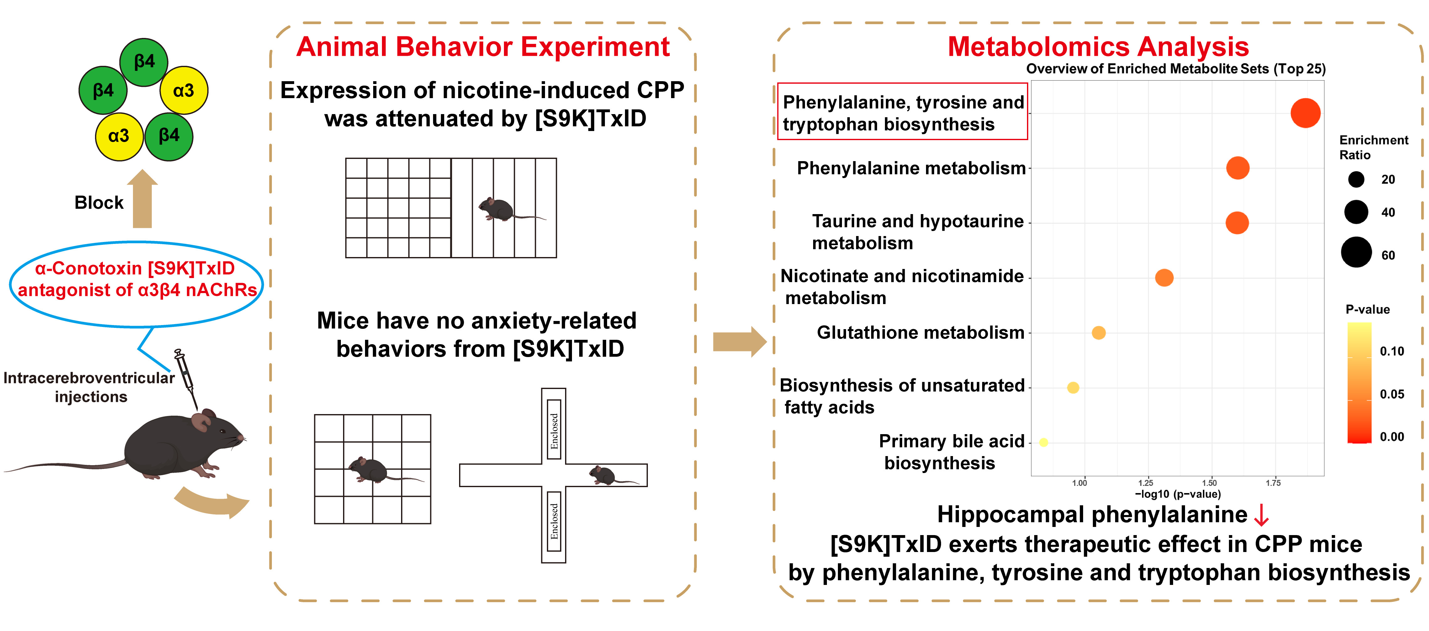 Hippocampal Metabolomics Reveal the Mechanism of α-Conotoxin [S9K]TxID ...