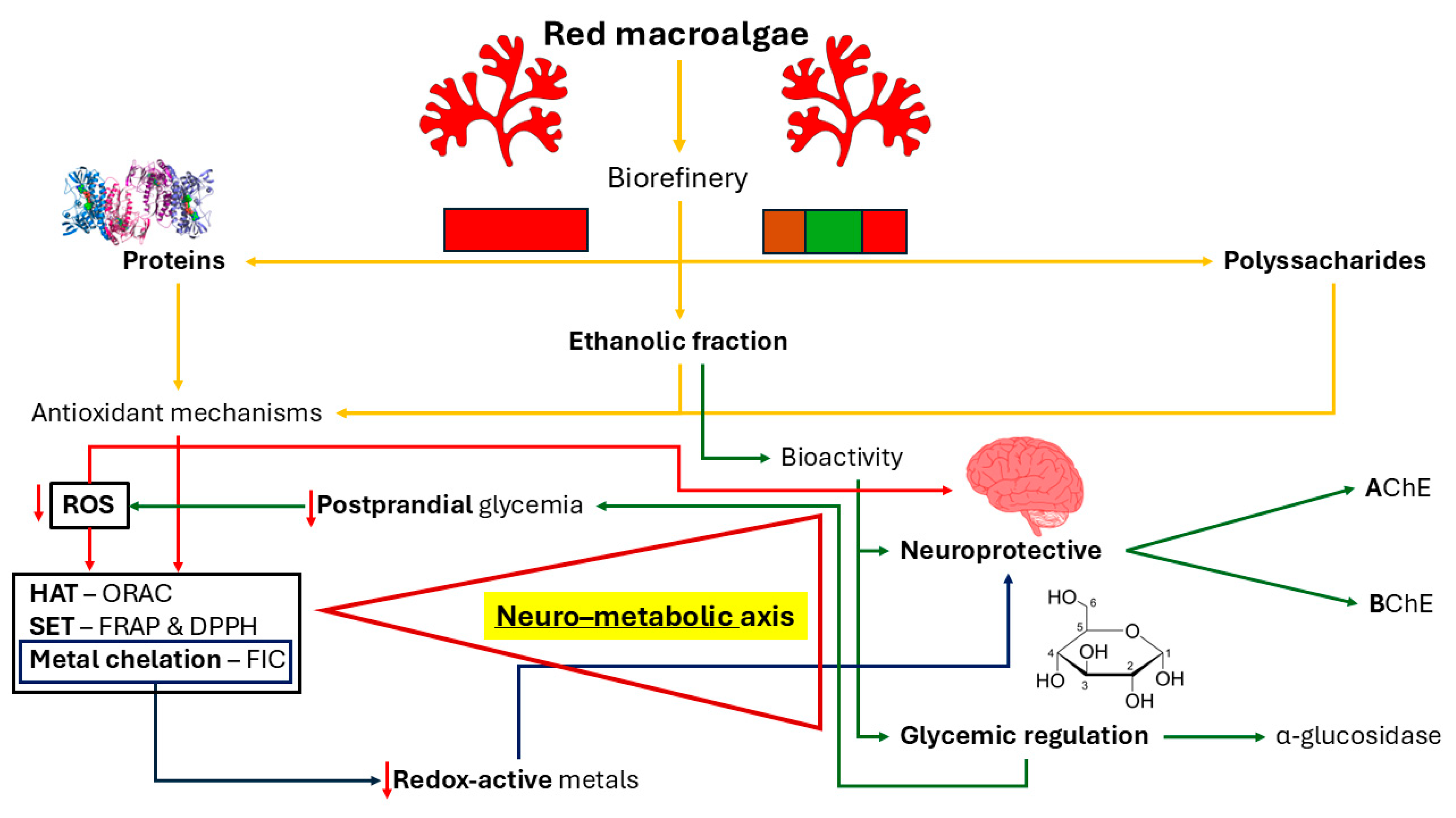 Red Macroalgae as Sources of Antioxidant and Multifunctional ...