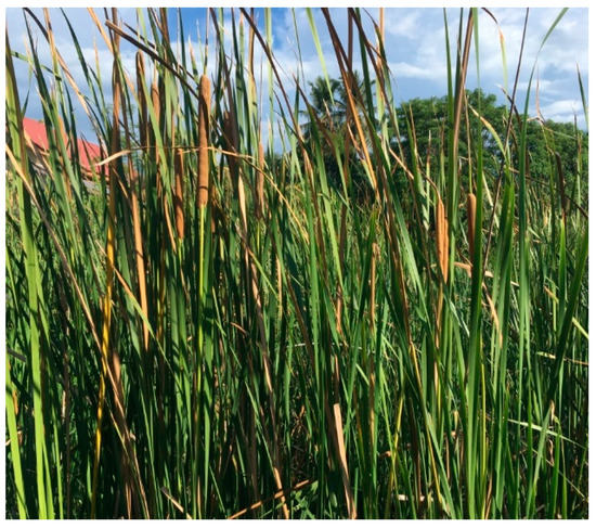 Evaluation of Interfacial Fracture Toughness and Interfacial Shear ...