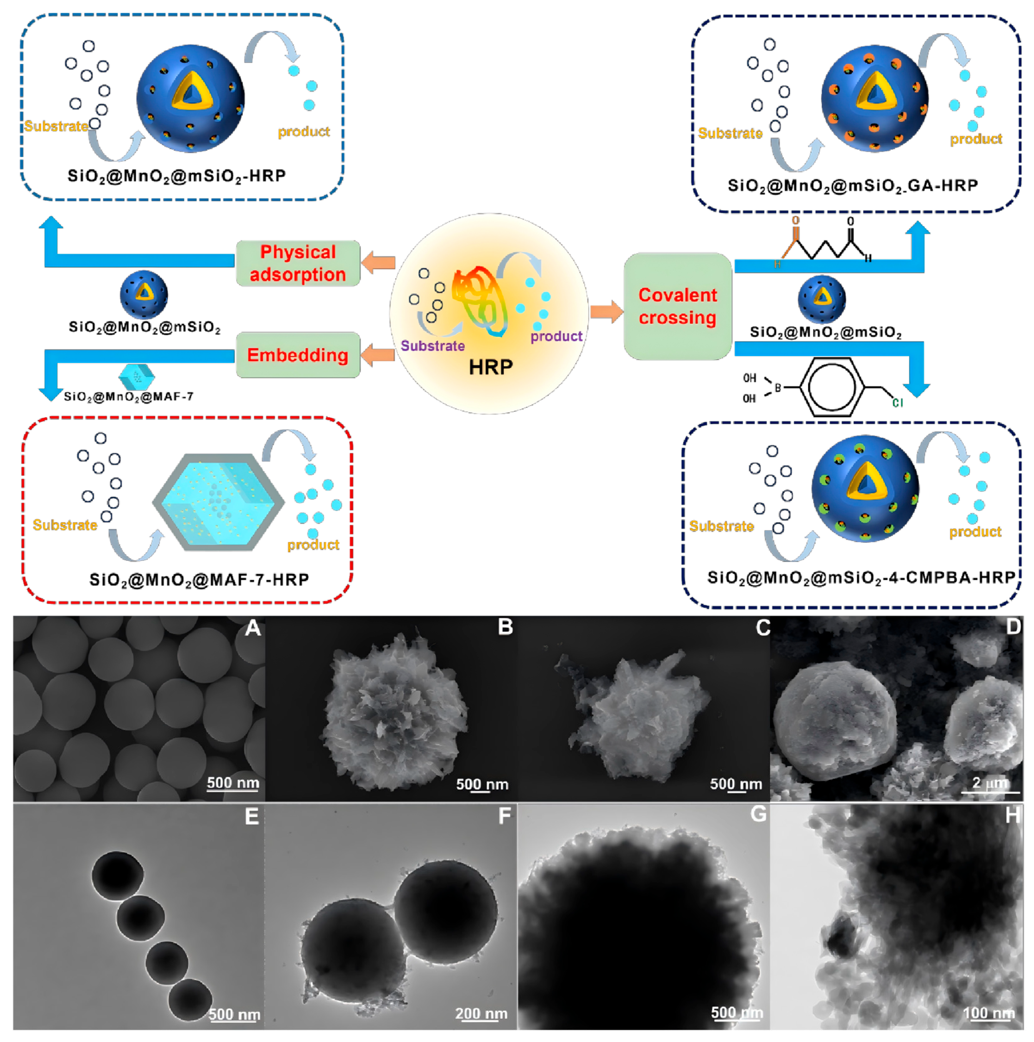 Study on the Immobilization of Horseradish Peroxidase on a Multi-Level ...