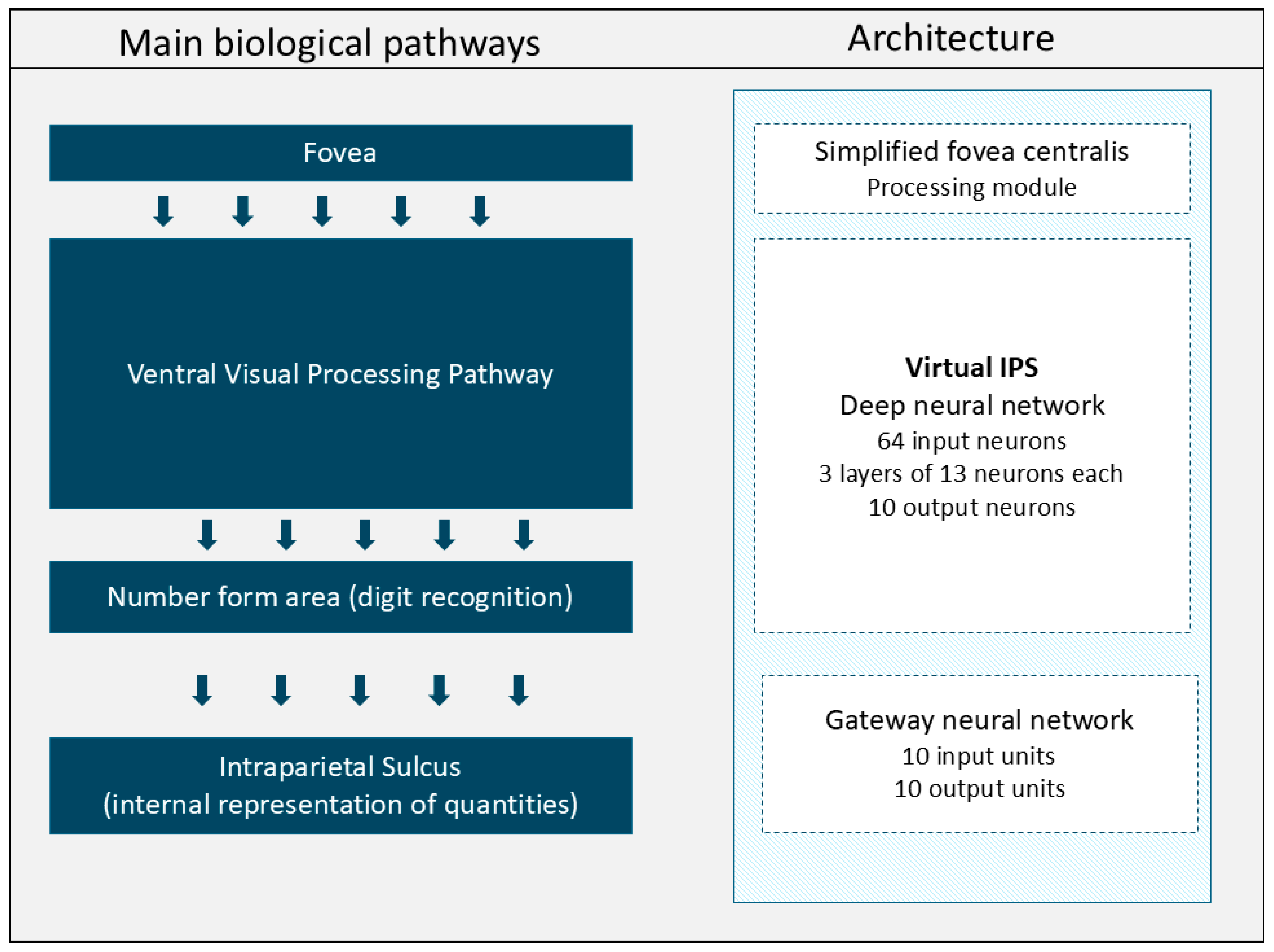 Distance in Visual Memory Phase Space Predicts Skill Acquisition Time ...