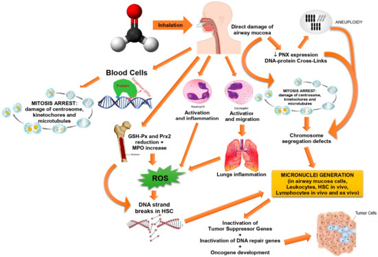 Formaldehyde Exposure and Acute Myeloid Leukemia: A Review of the ...