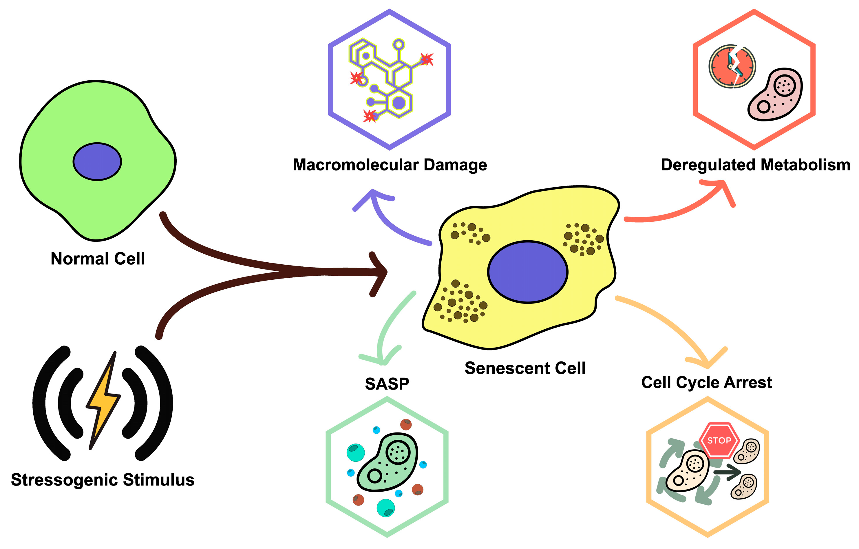 The Emerging Role of Senolysis in Atherosclerosis