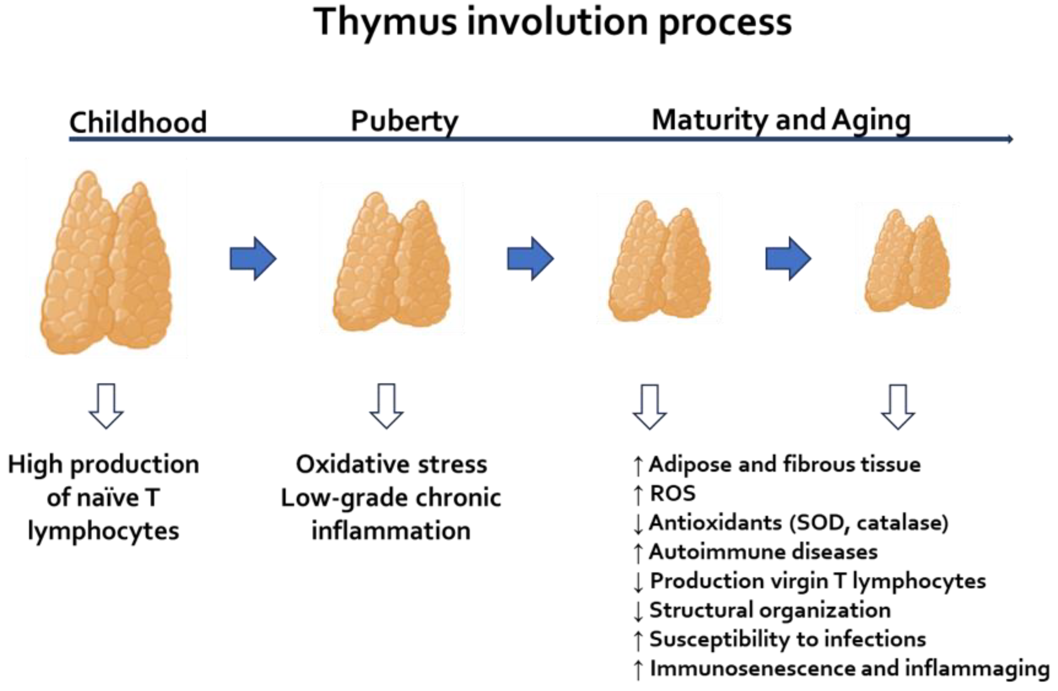 Redox-Immune Axis and Ozone Pollution: From Oxidative Stress to Thymic ...