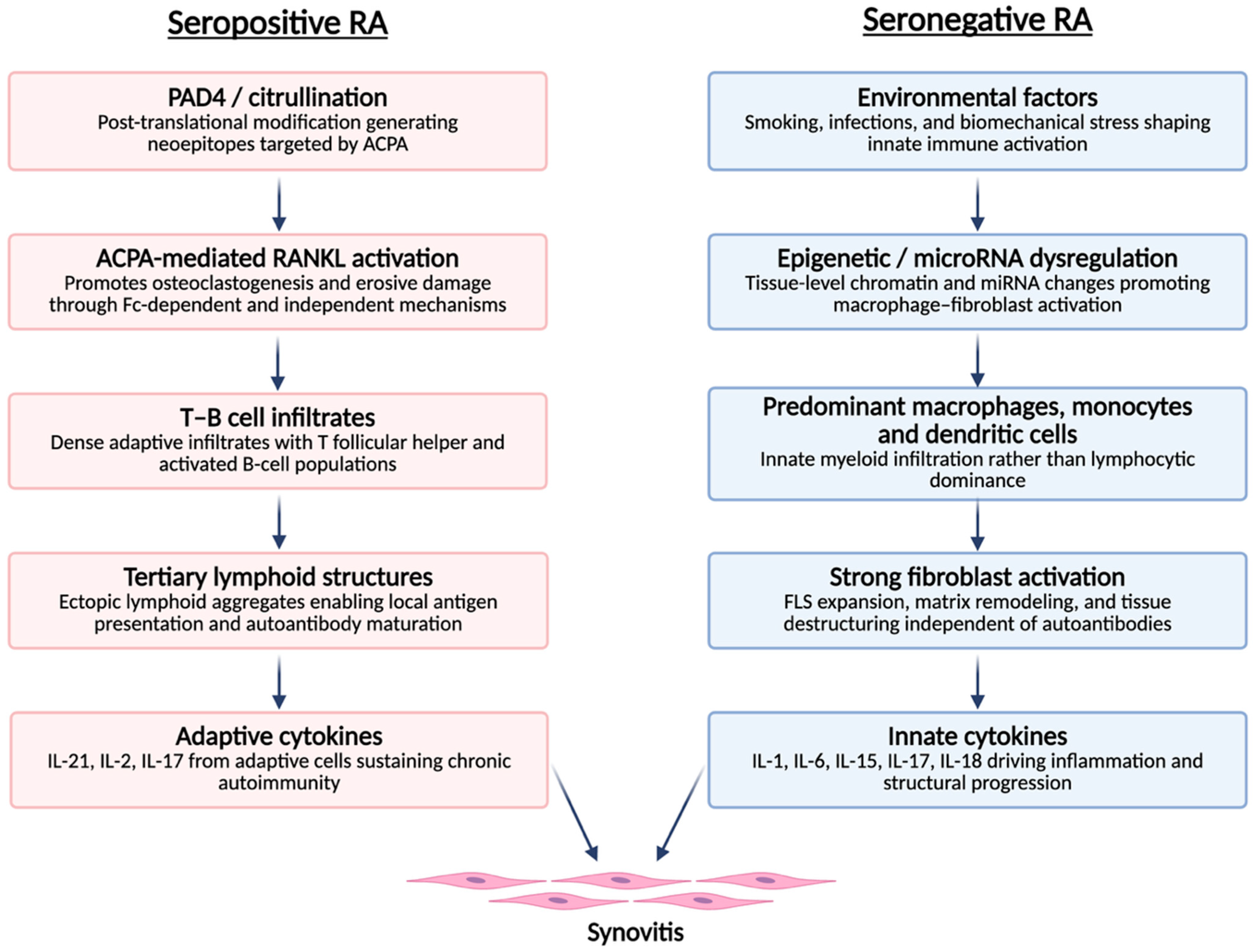 Seronegative Rheumatoid Arthritis: A Distinct Immunopathological Entity ...