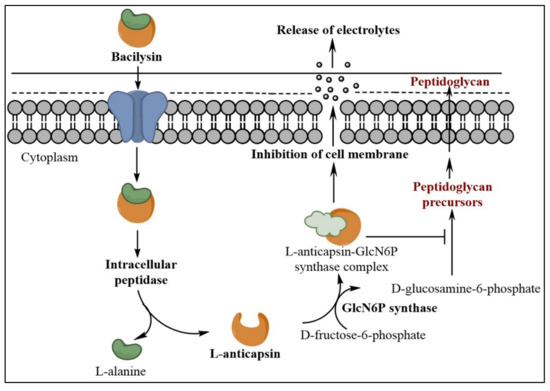 Biosynthesis, Molecular Regulation, and Application of Bacilysin ...