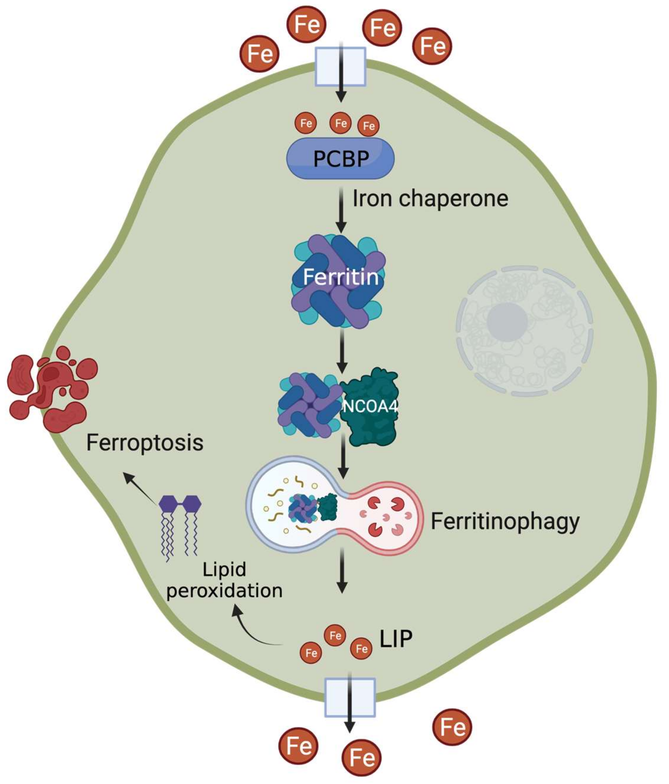 Metabolites Free Full Text The Role Of Ferritin In Health And Metabolites Free Full Text The Role Of Ferritin In Health And