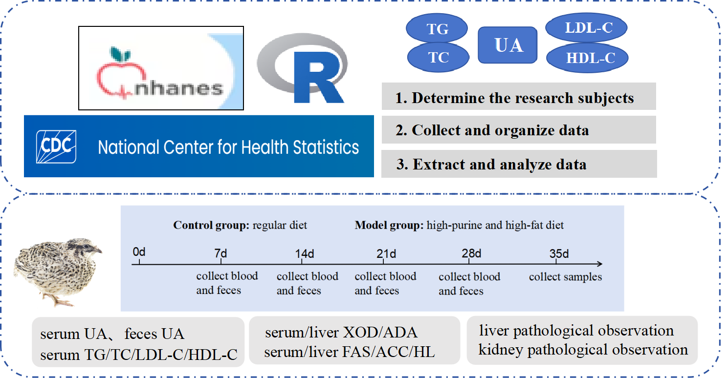 Pathological Characteristics of a Quail Model with Hyperuricemia ...