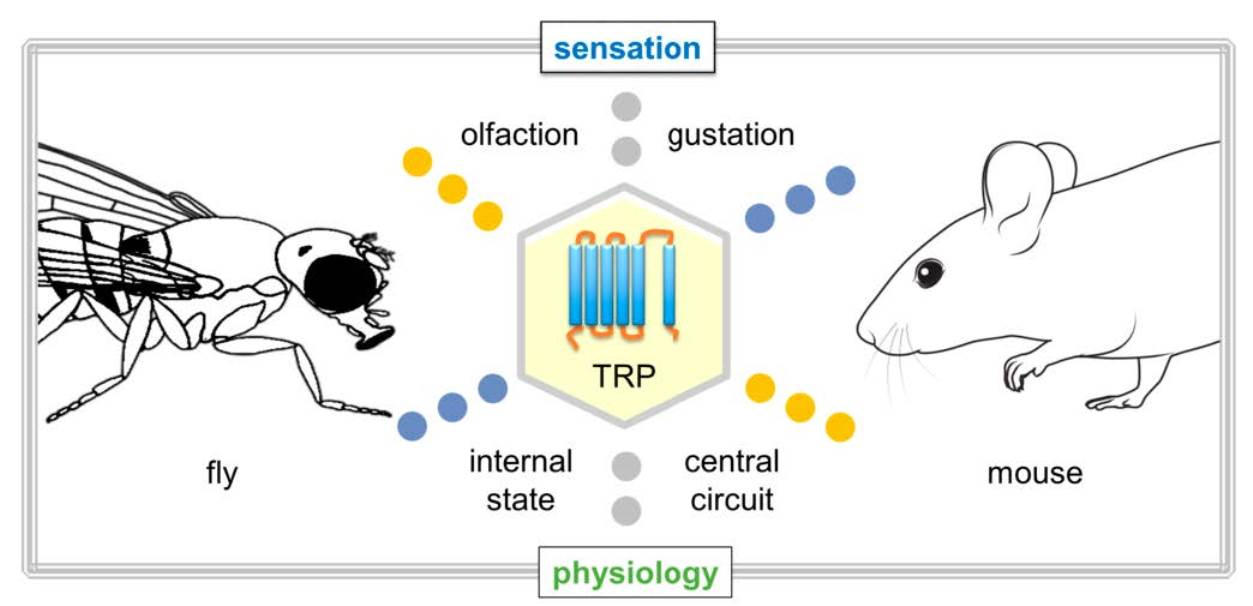 TRP Channels from Sensory Coding to Physiology