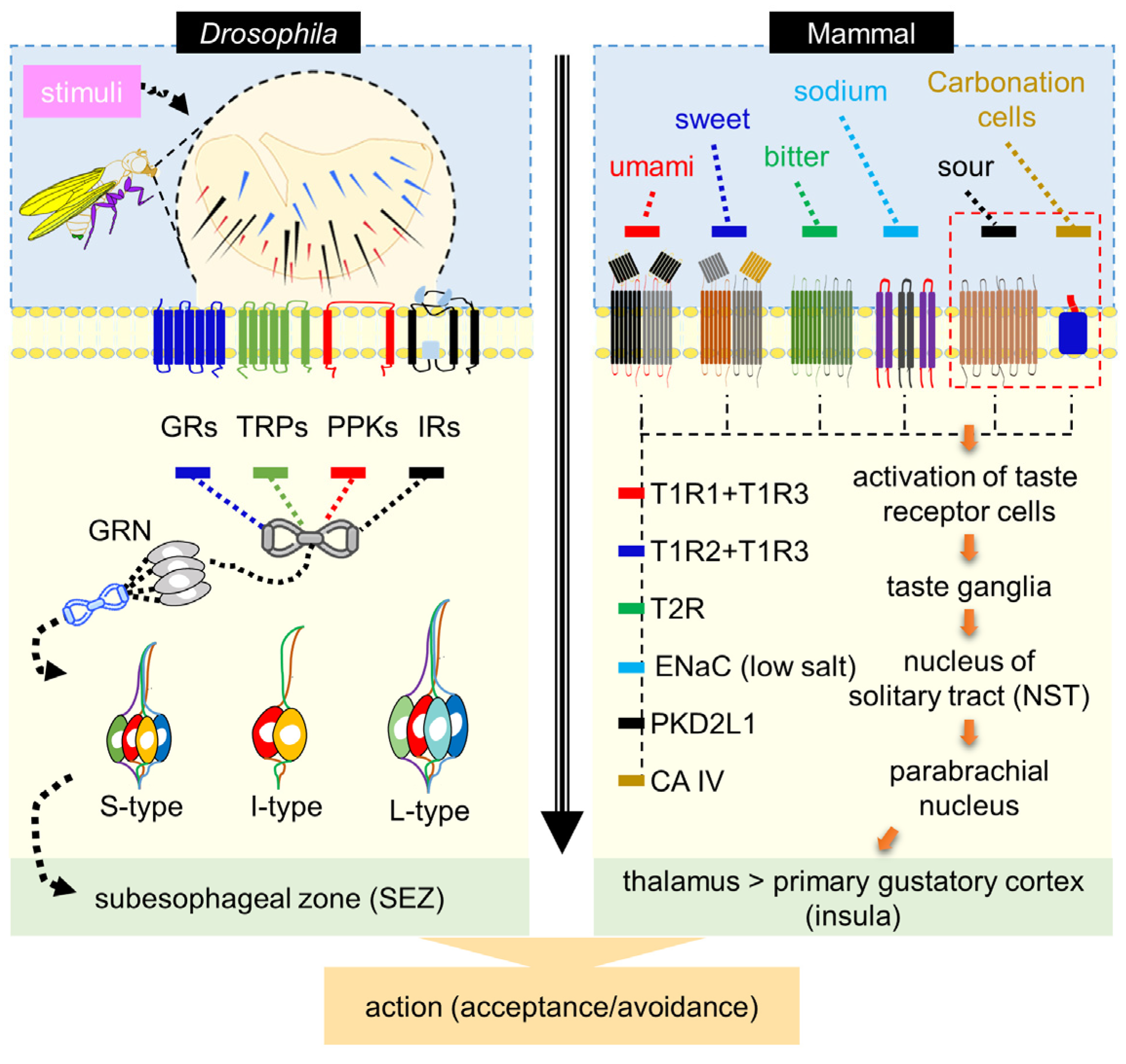 TRP Channels from Sensory Coding to Physiology