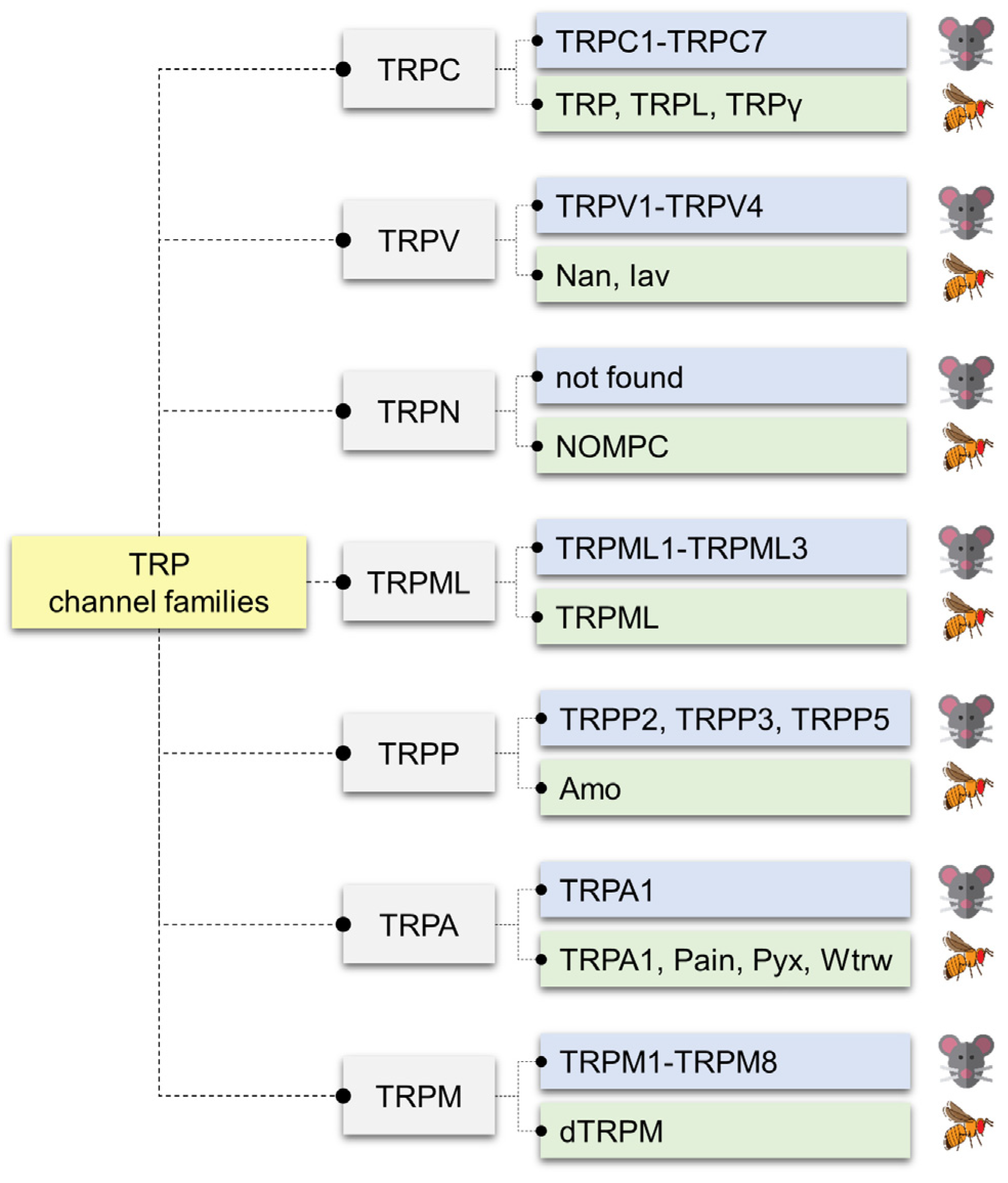 TRP Channels from Sensory Coding to Physiology