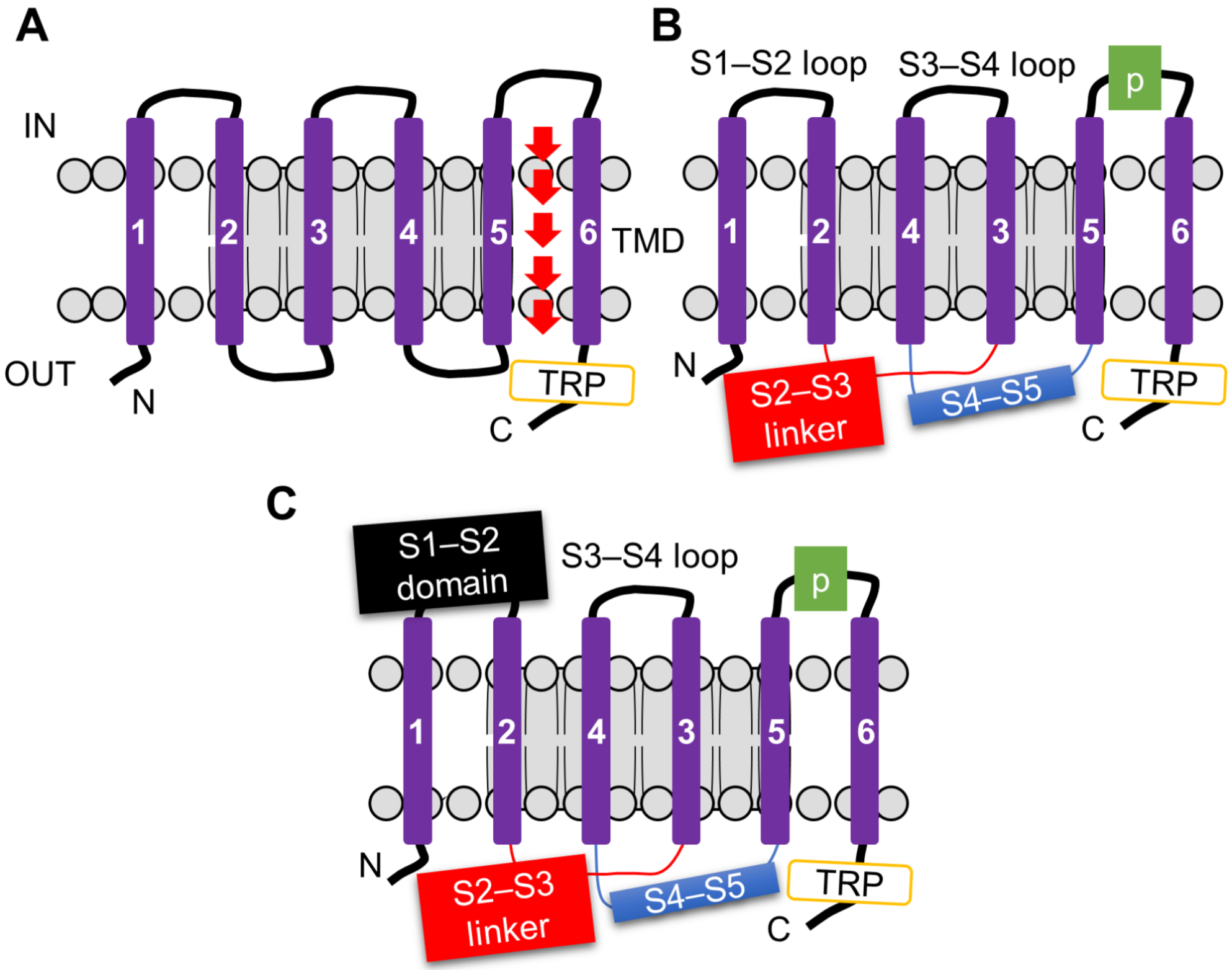 TRP Channels from Sensory Coding to Physiology