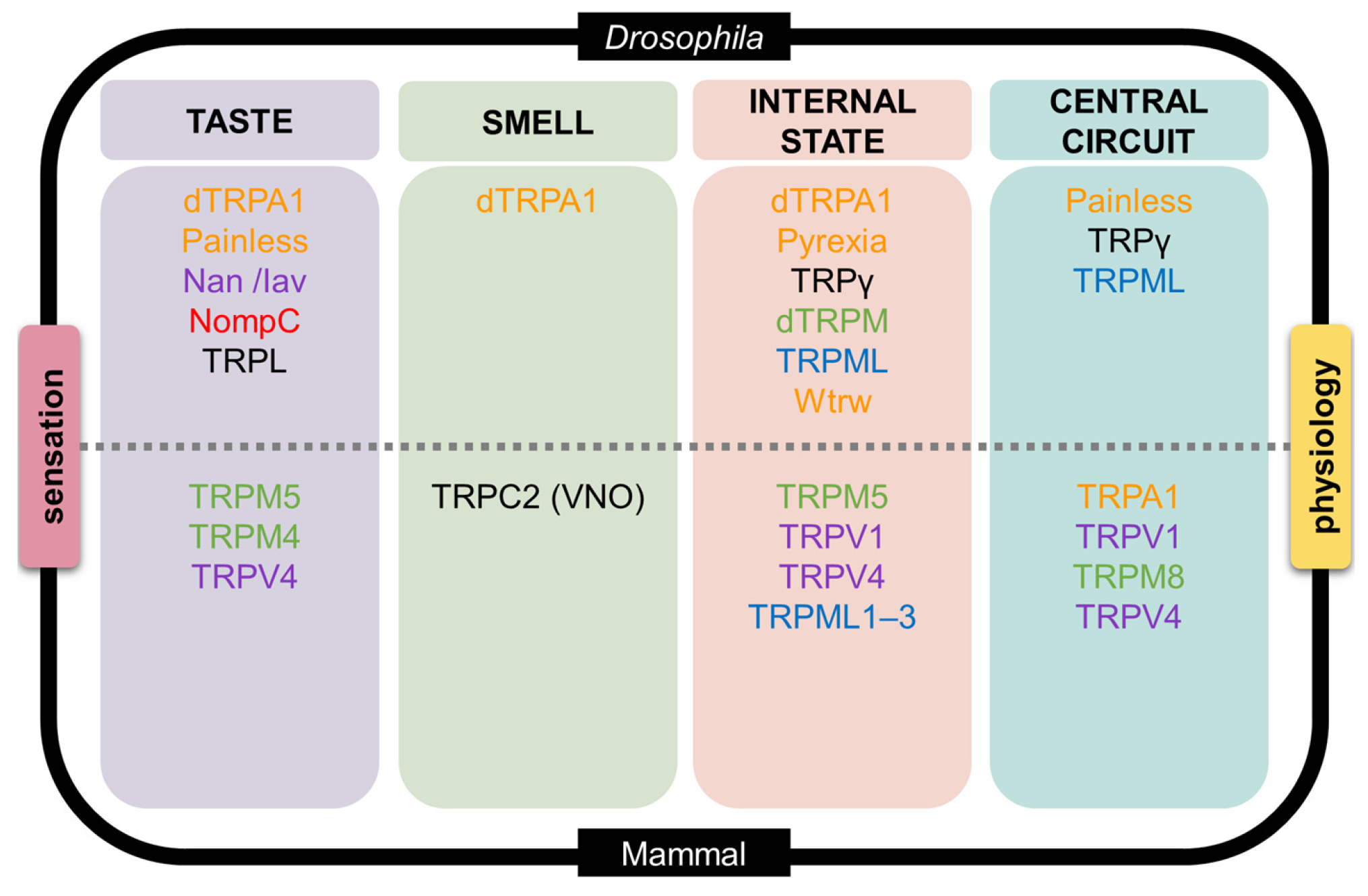 TRP Channels from Sensory Coding to Physiology