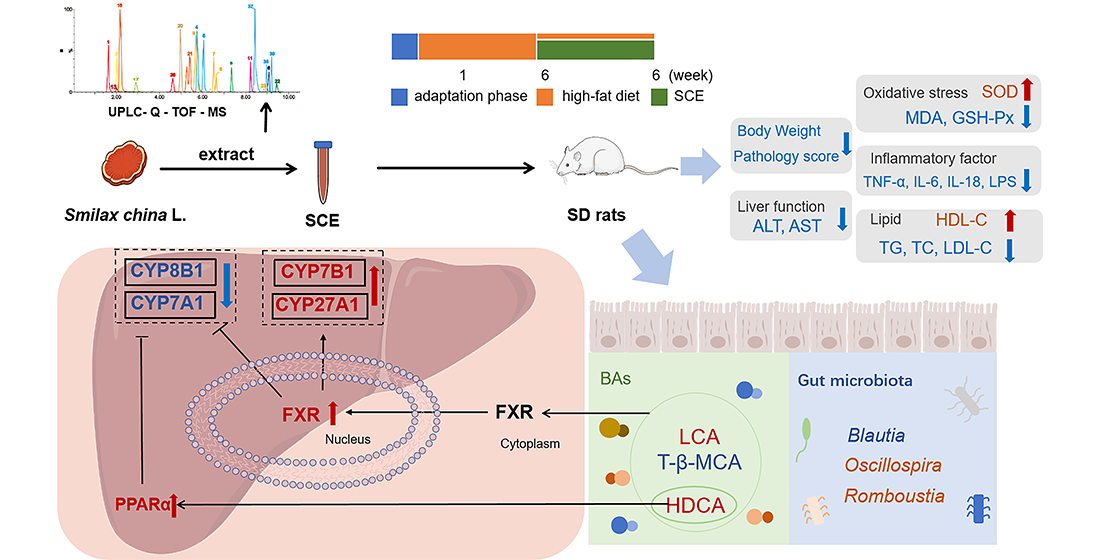 Smilax china L. Extract Alleviates Metabolic-Associated Fatty Liver ...