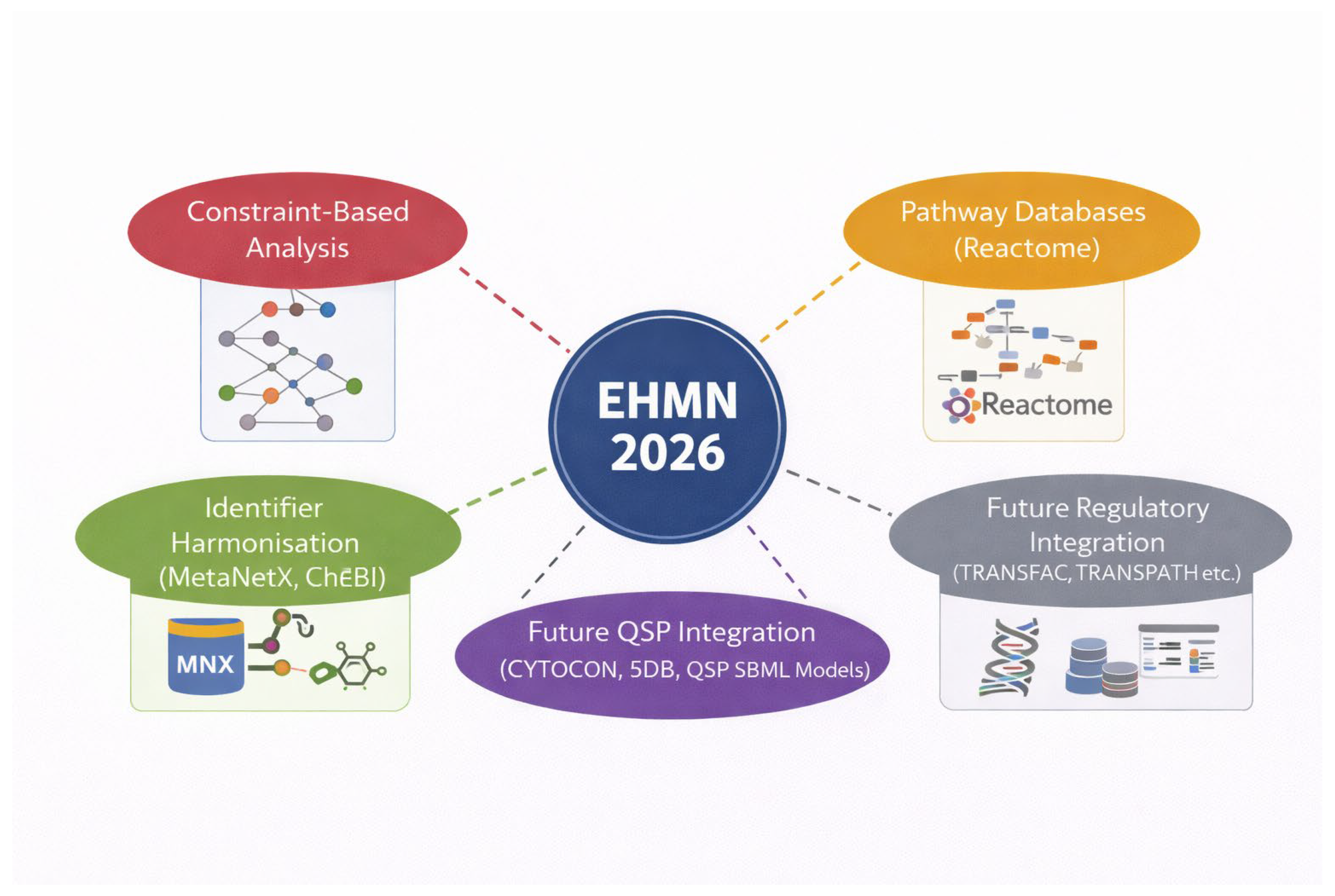 EHMN 2026: A Thermodynamically Refined, SBML-Standardised Human ...