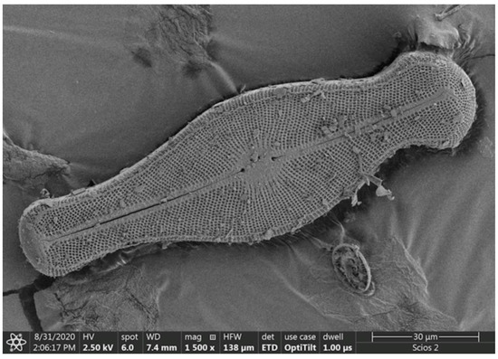 Investigation of Energy-Absorbing Properties of a Bio-Inspired Structure