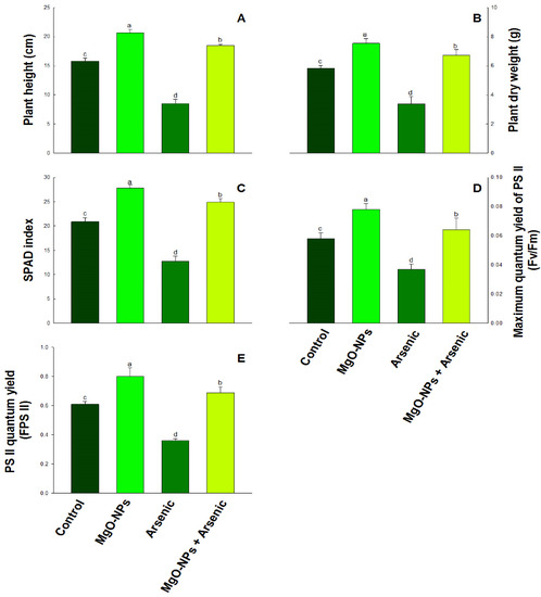 Magnesium Oxide Nanoparticles (MgO-NPs) Alleviate Arsenic Toxicity in ...