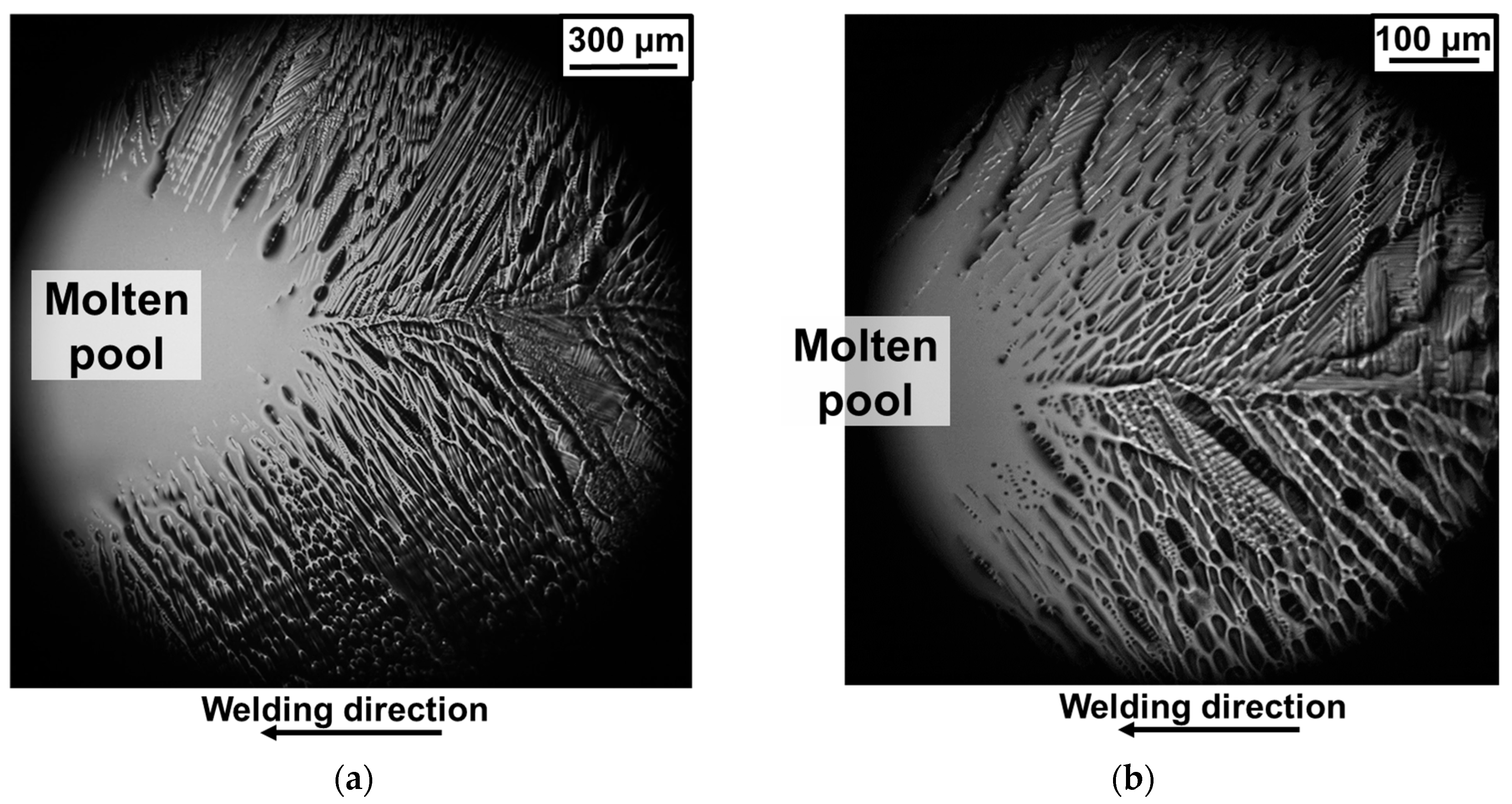 High-Magnification In Situ Observation of Welding Solidification