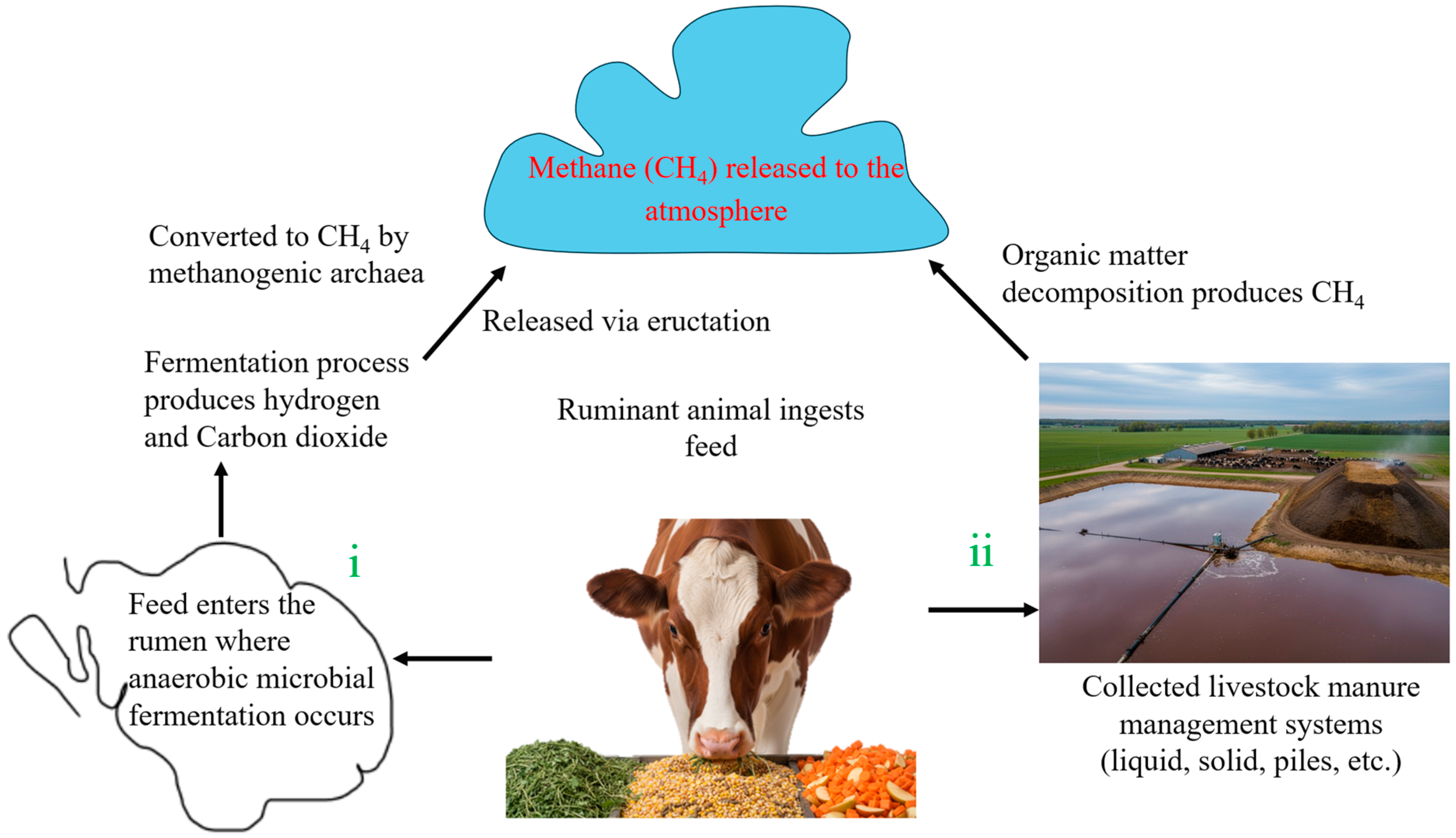 Methane Emissions from Livestock Operations: Sources, Sinks, and ...