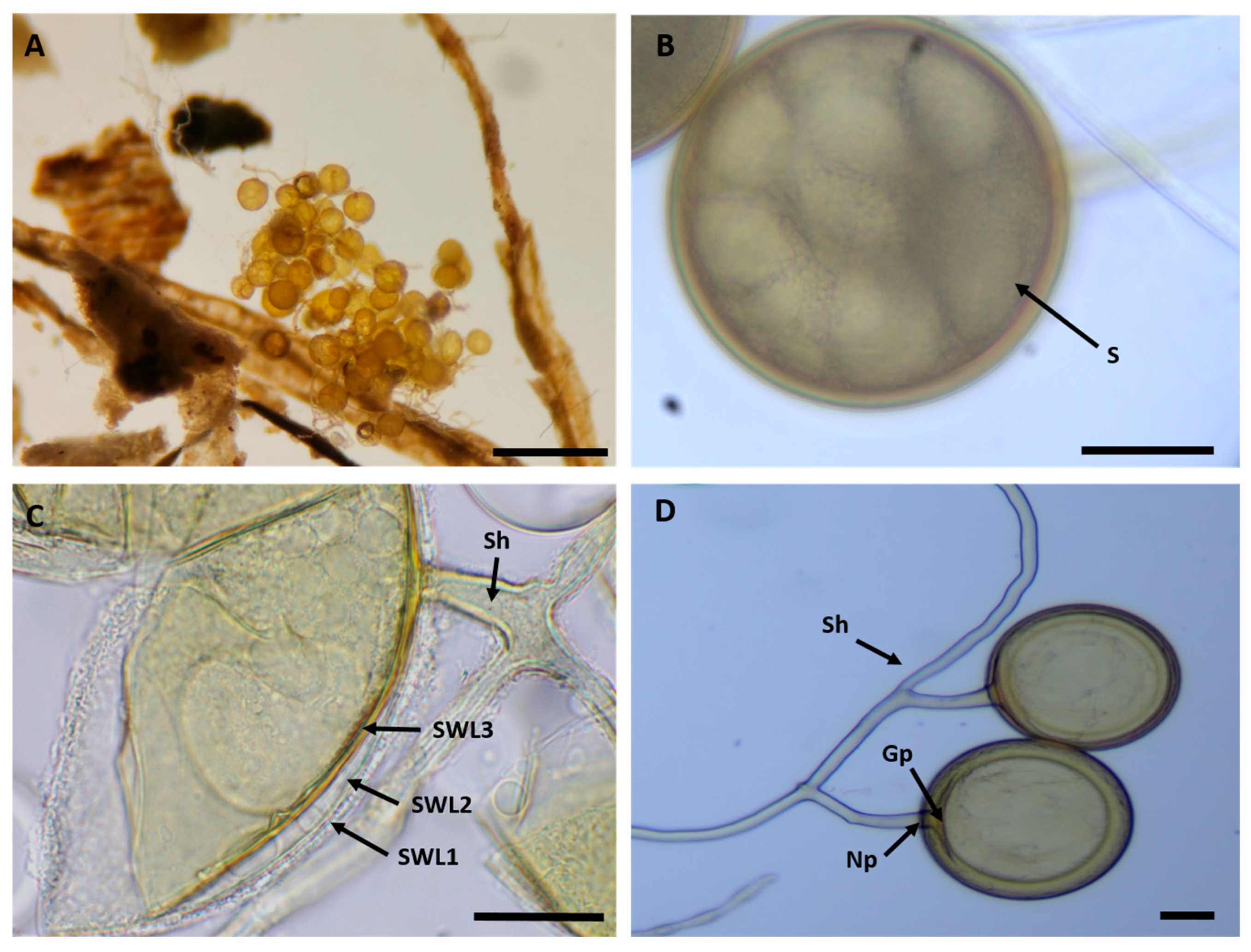 Monoxenic Root Organ Culture Enables High-Yield Production of Viable ...
